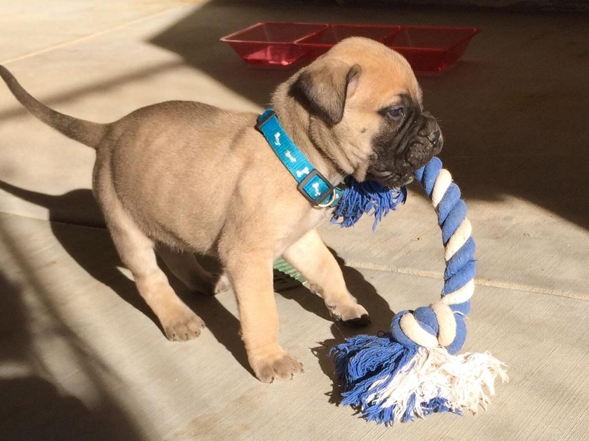 Meet Gilbert!! Bringing him home on Jan 20th!! | Scrolller