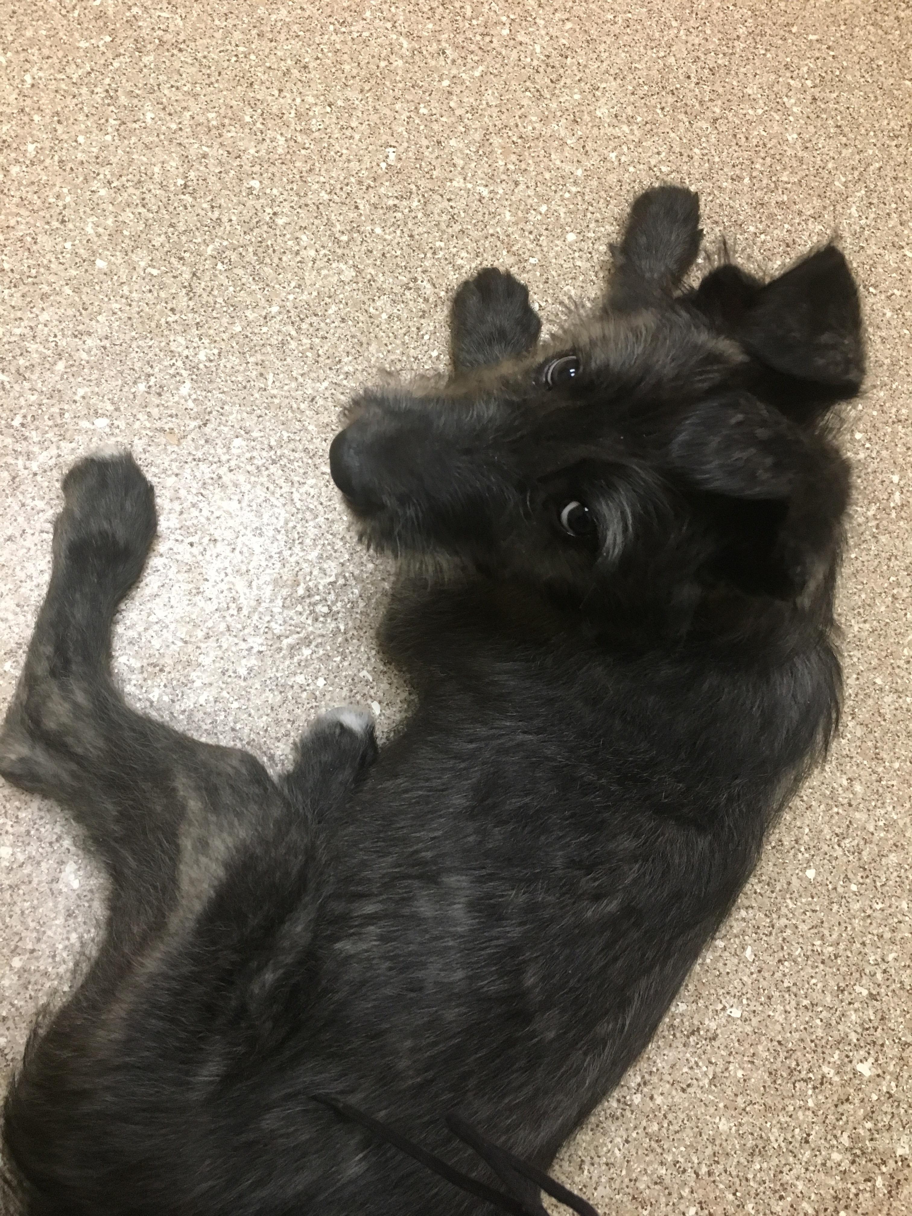 Meet Grim, my 3 month old IW! | Scrolller