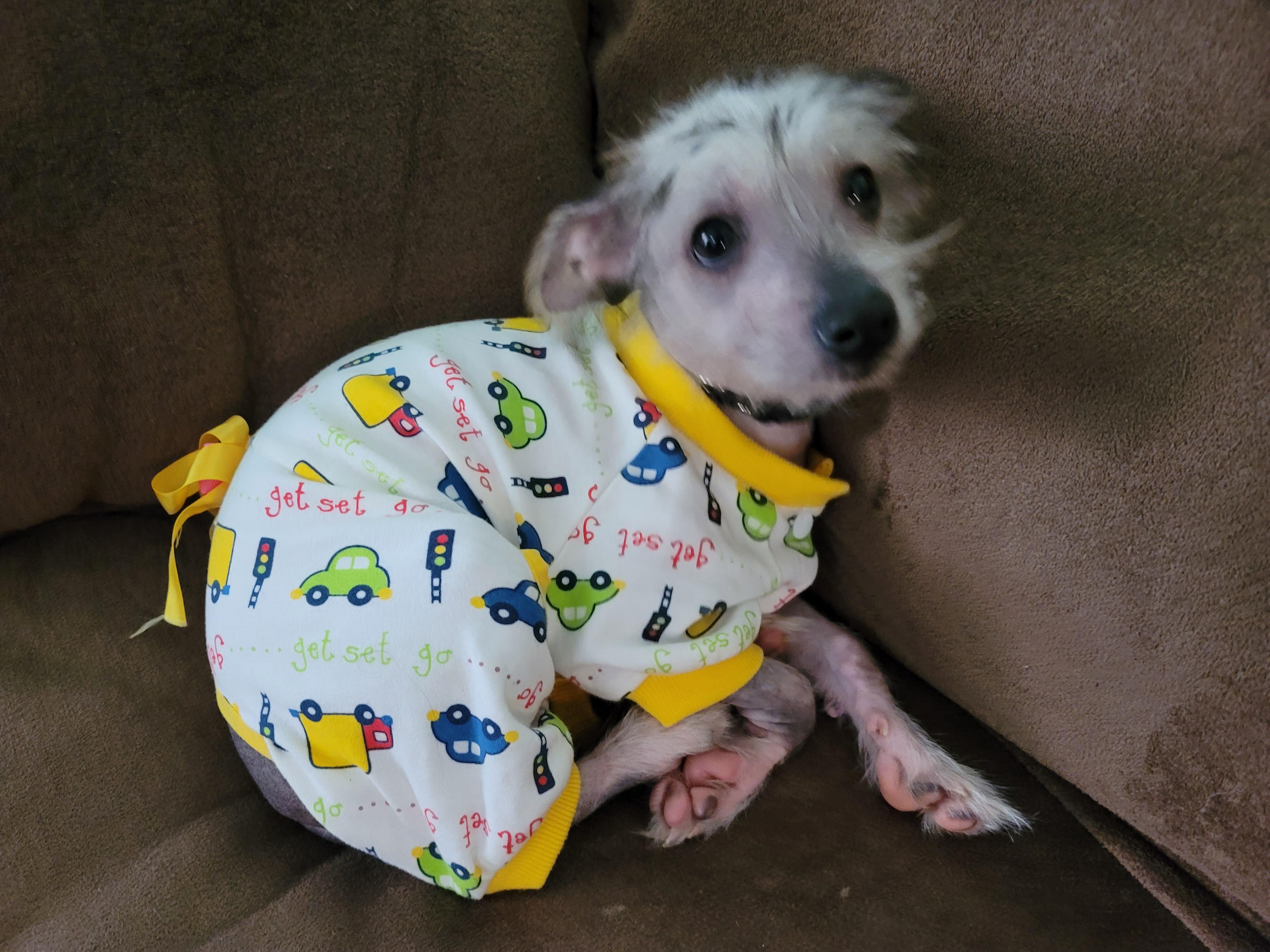 Meet harley, picked him up just south of Washington today....26hr round ...