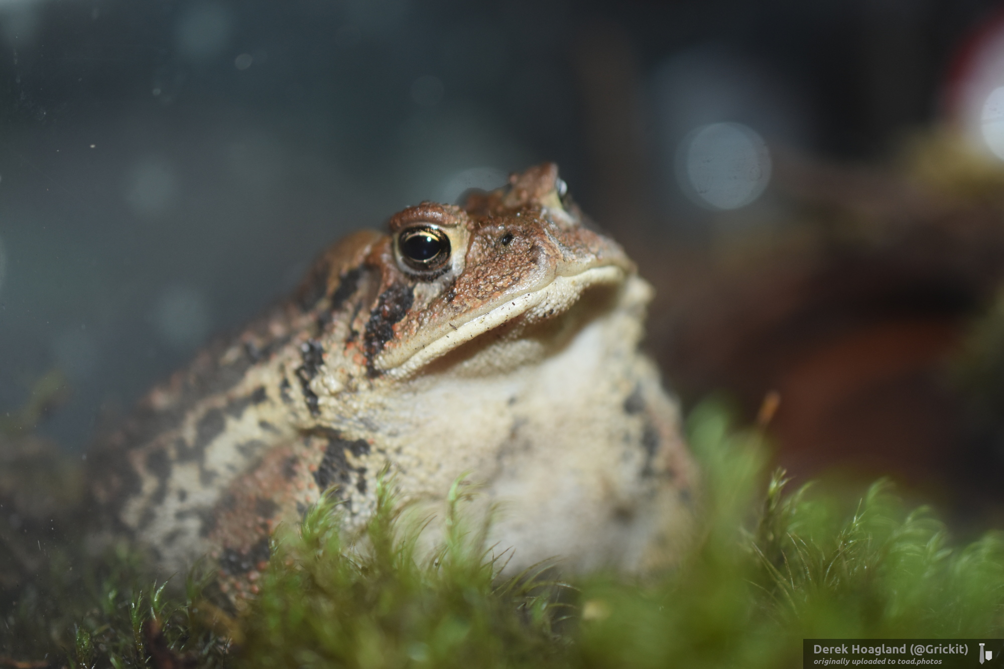 Meet Howie: my female Fowler's Toad (Bufo Fowleri) | Scrolller
