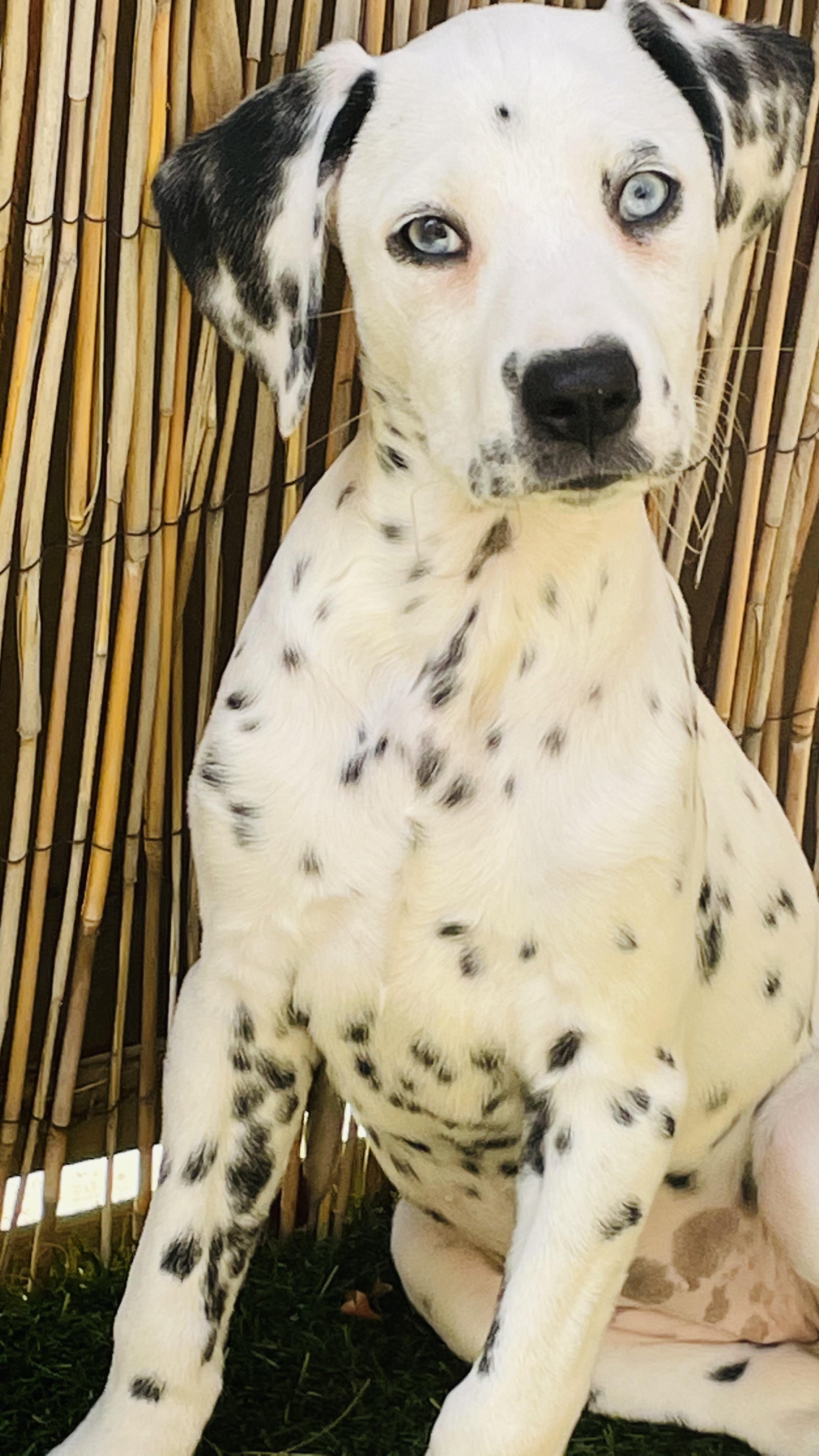 Meet Kitana 🖤 | Scrolller