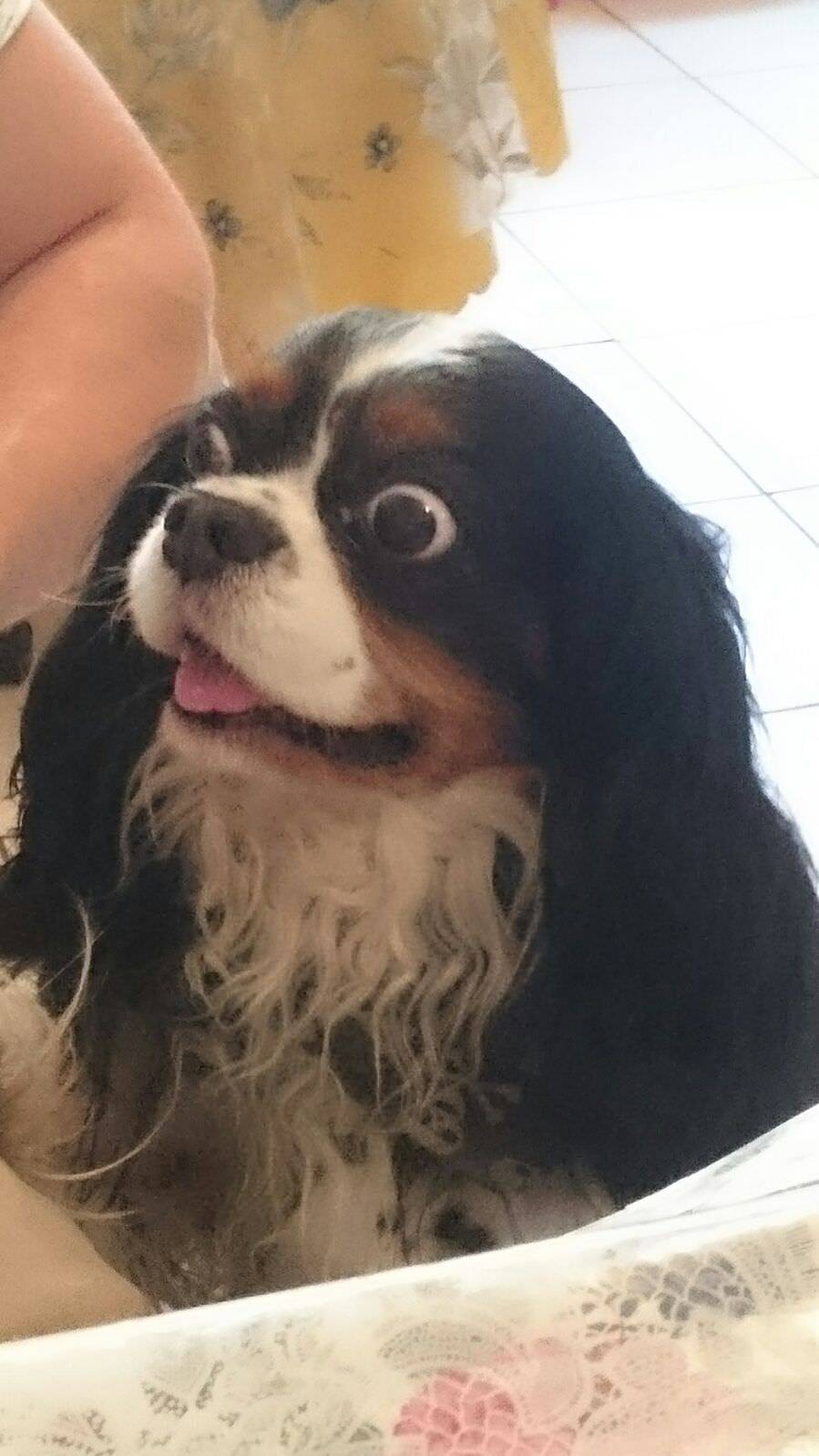 Meet Leo, he's as surprised as you are. | Scrolller