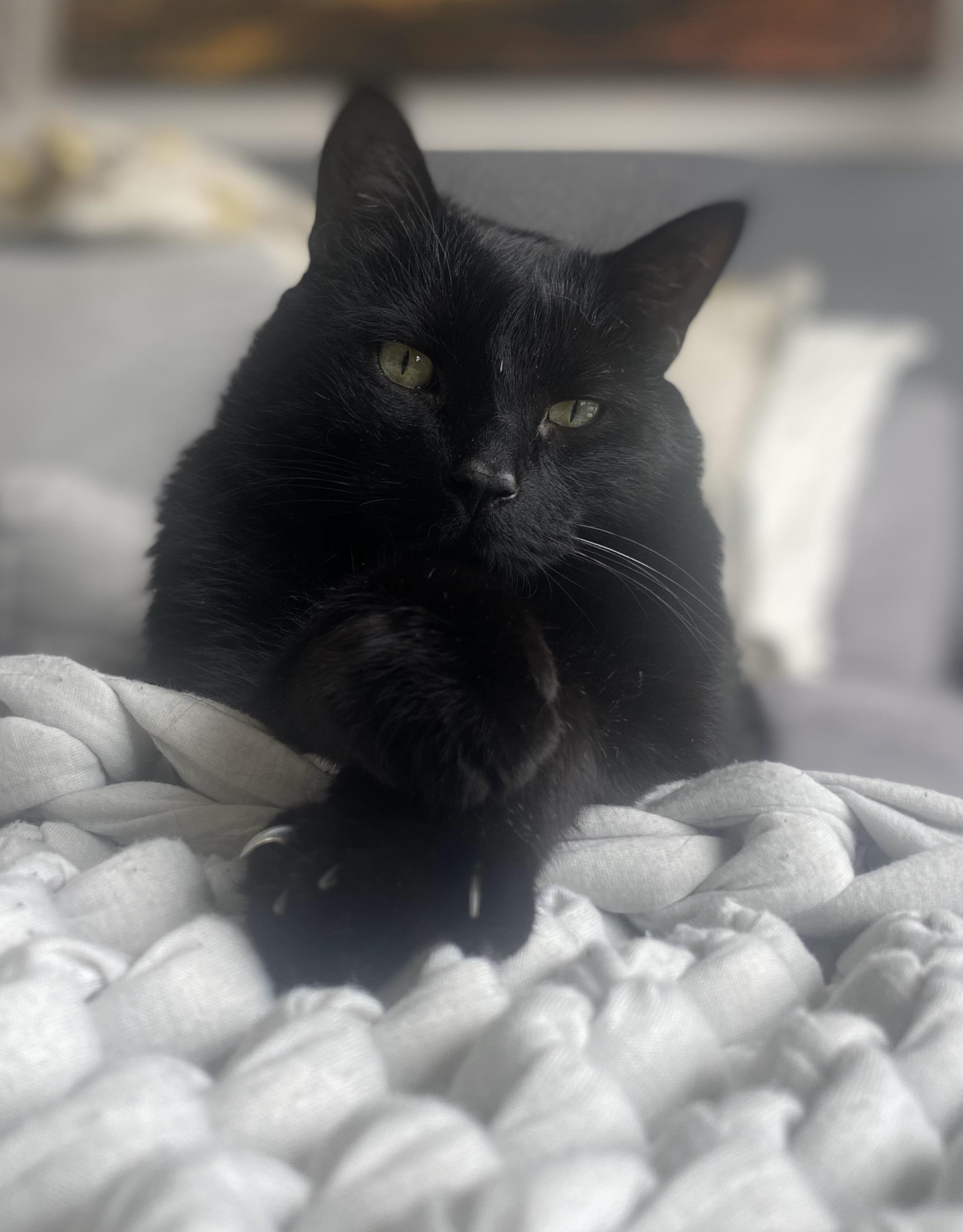 Meet Leo- The lifesaver | Scrolller