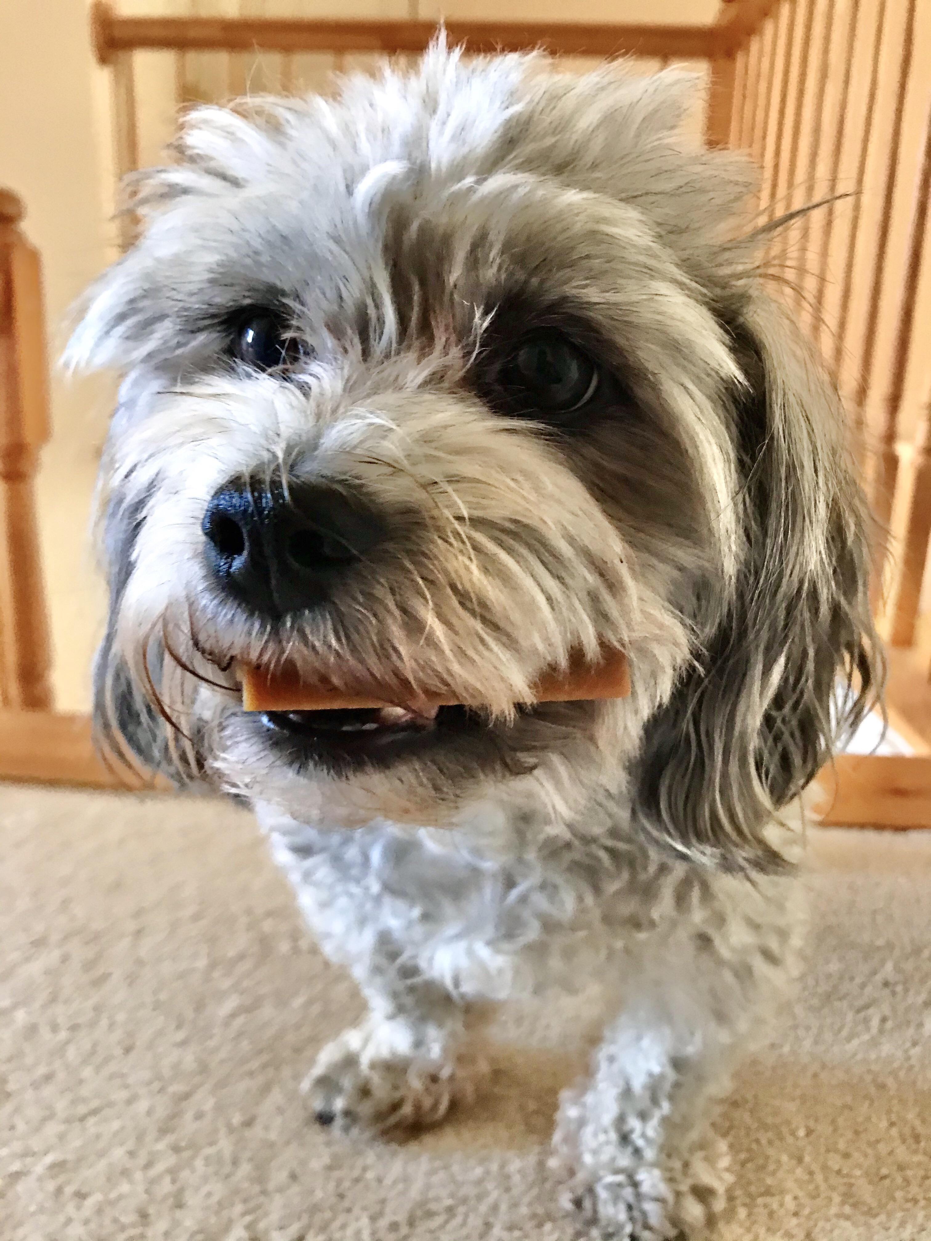 Meet Leo the Shih-Poo. | Scrolller