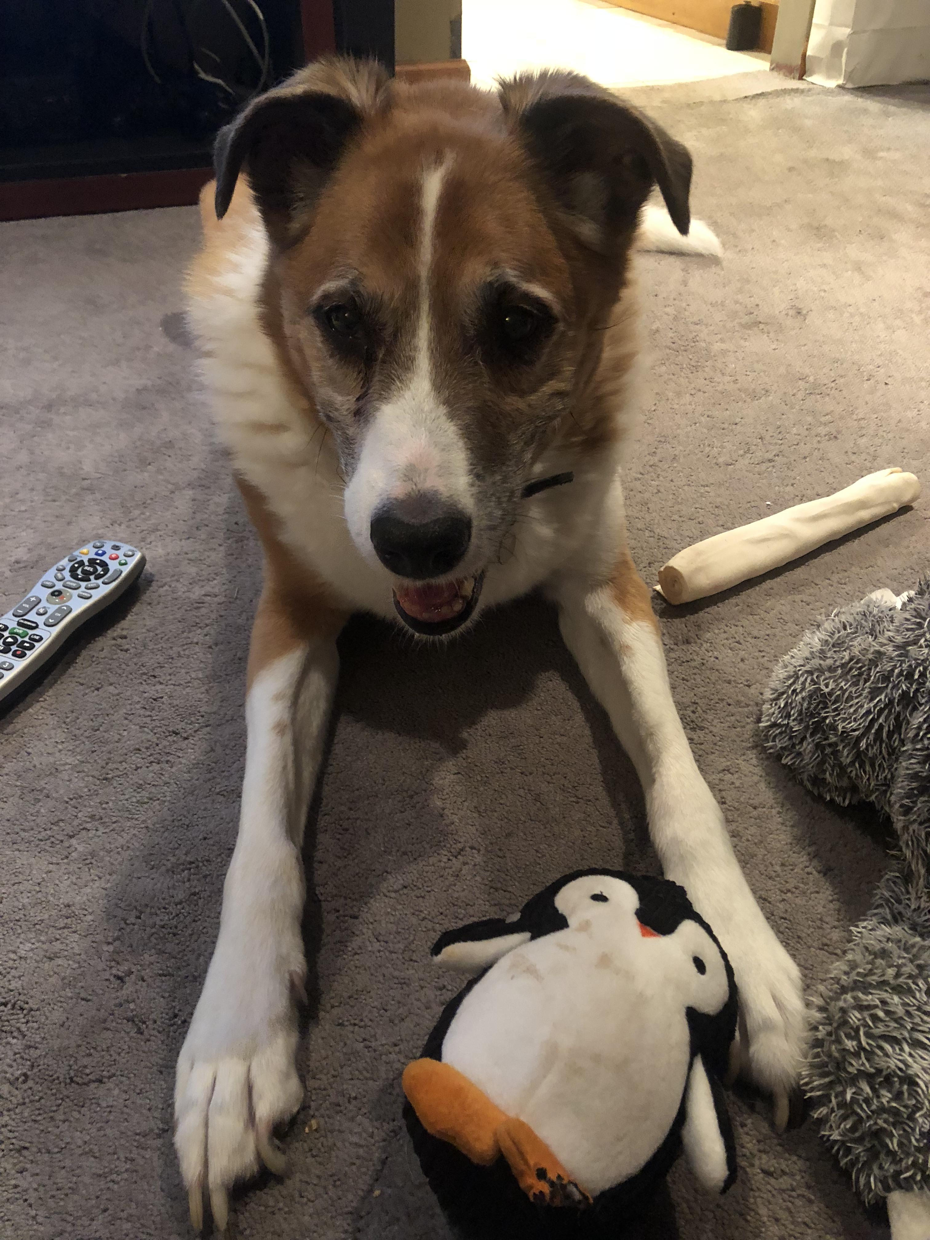 Meet Lucky! | Scrolller