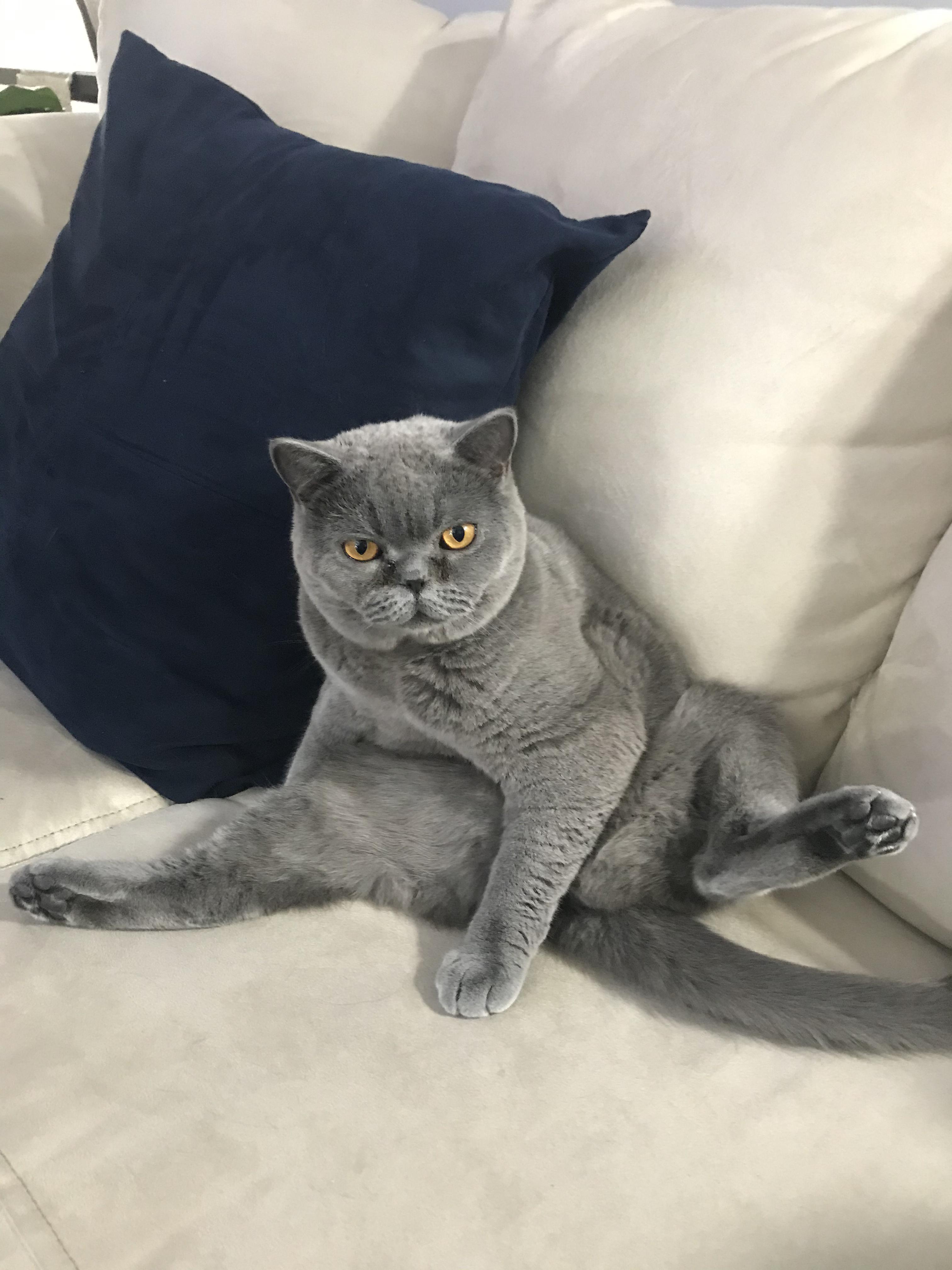 Meet Luna | Scrolller