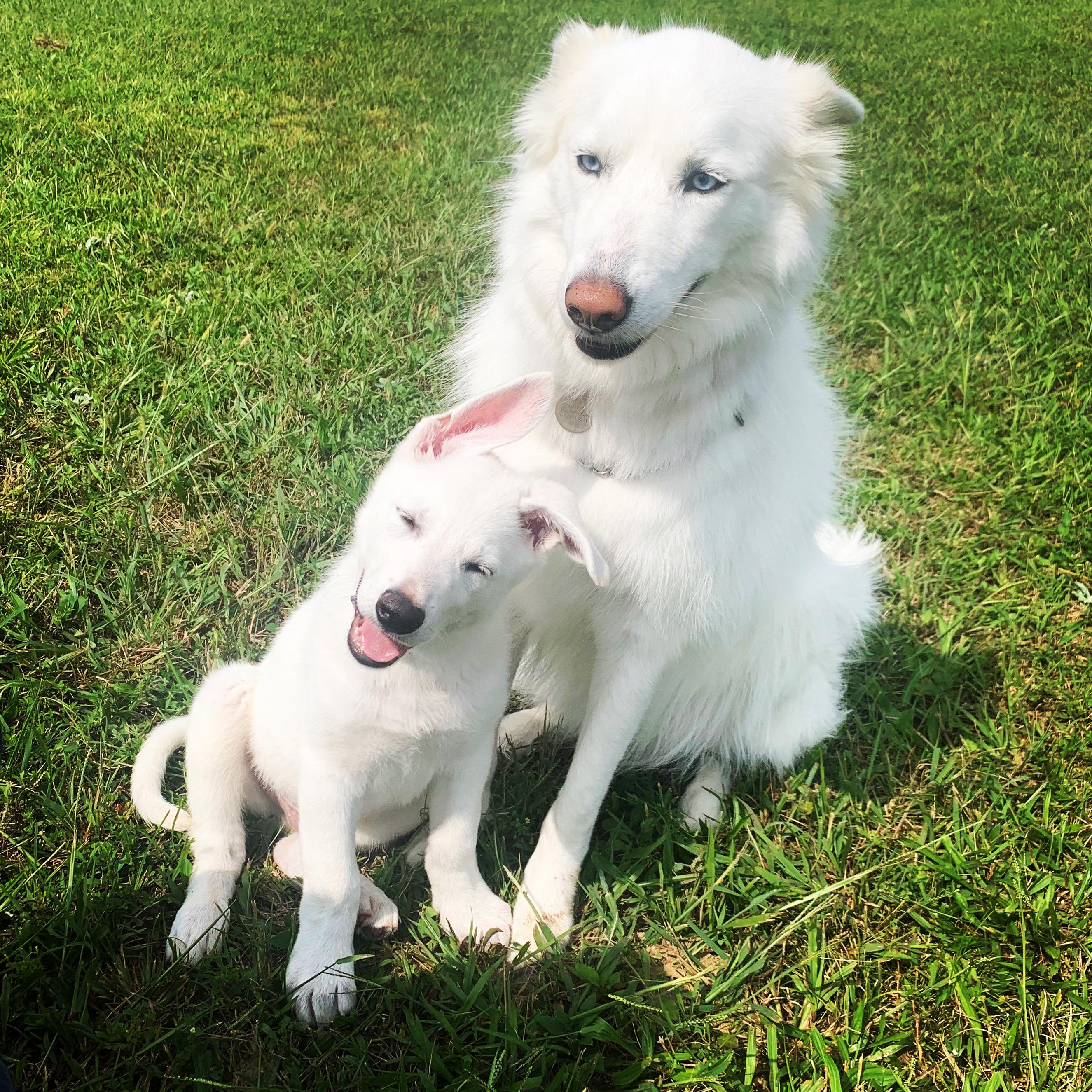 Meet Magnus and Khaleesi | Scrolller