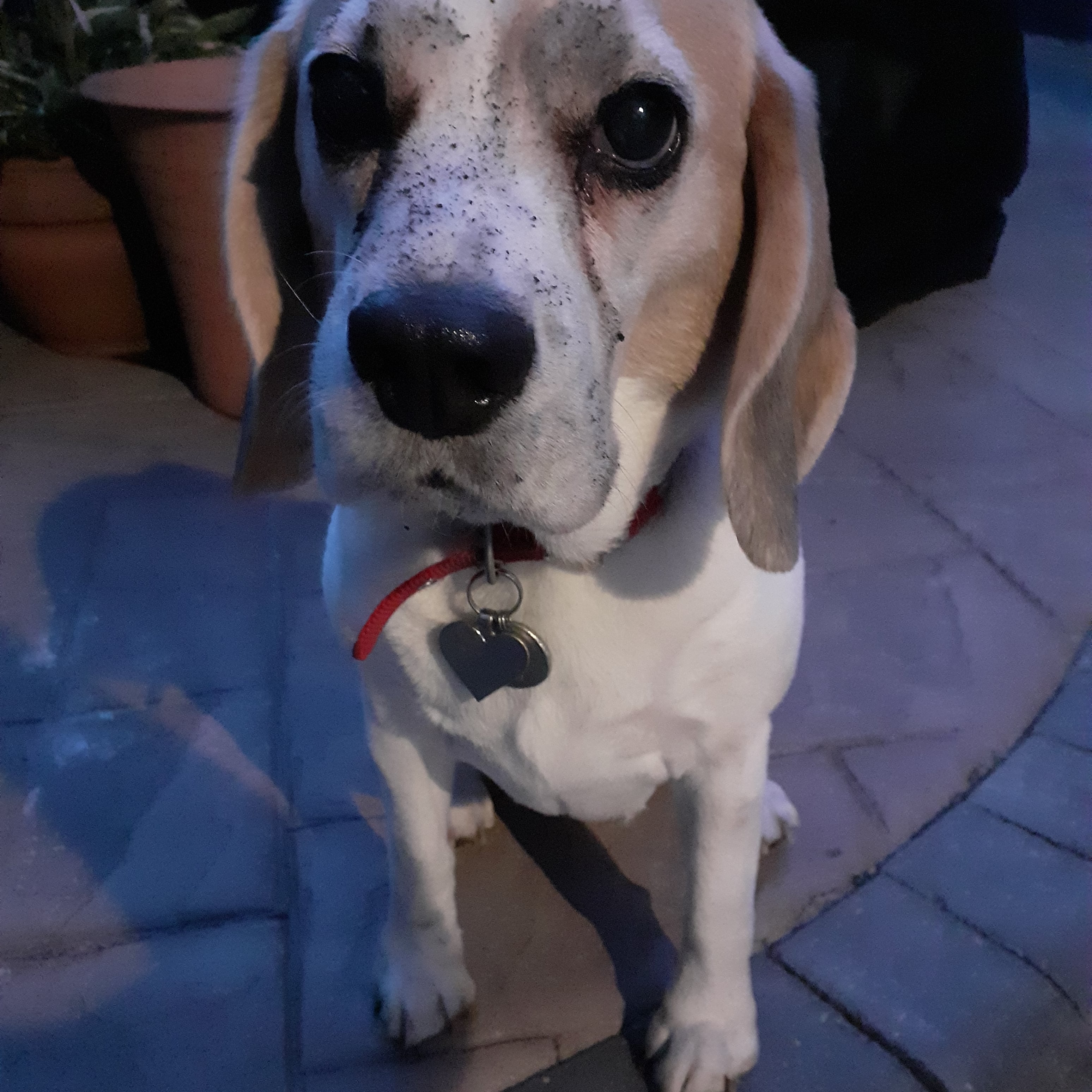 Meet Martha. Martha enjoys rolling in vegetable and flower beds | Scrolller