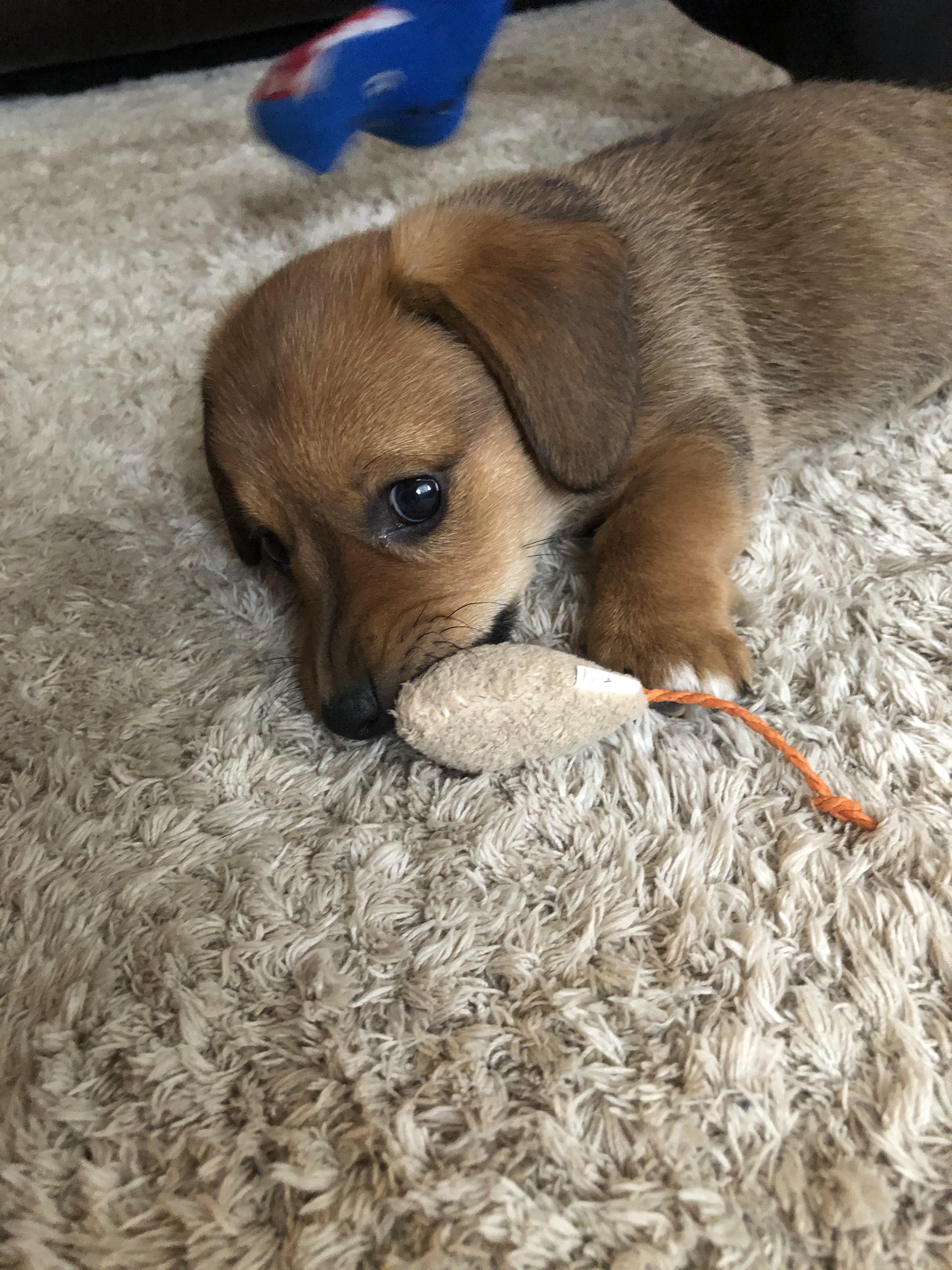 Meet Millie Scrolller 2927