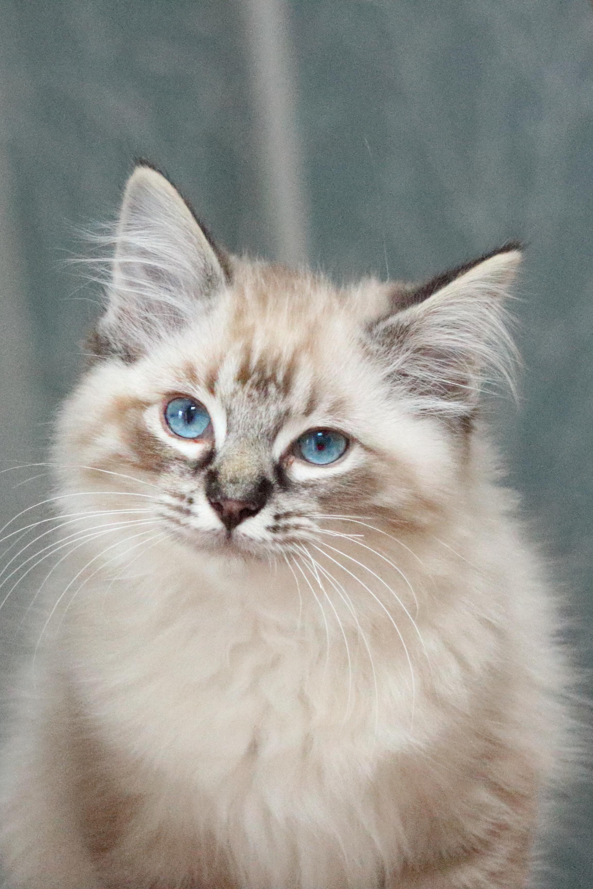 Meet Milo | Scrolller