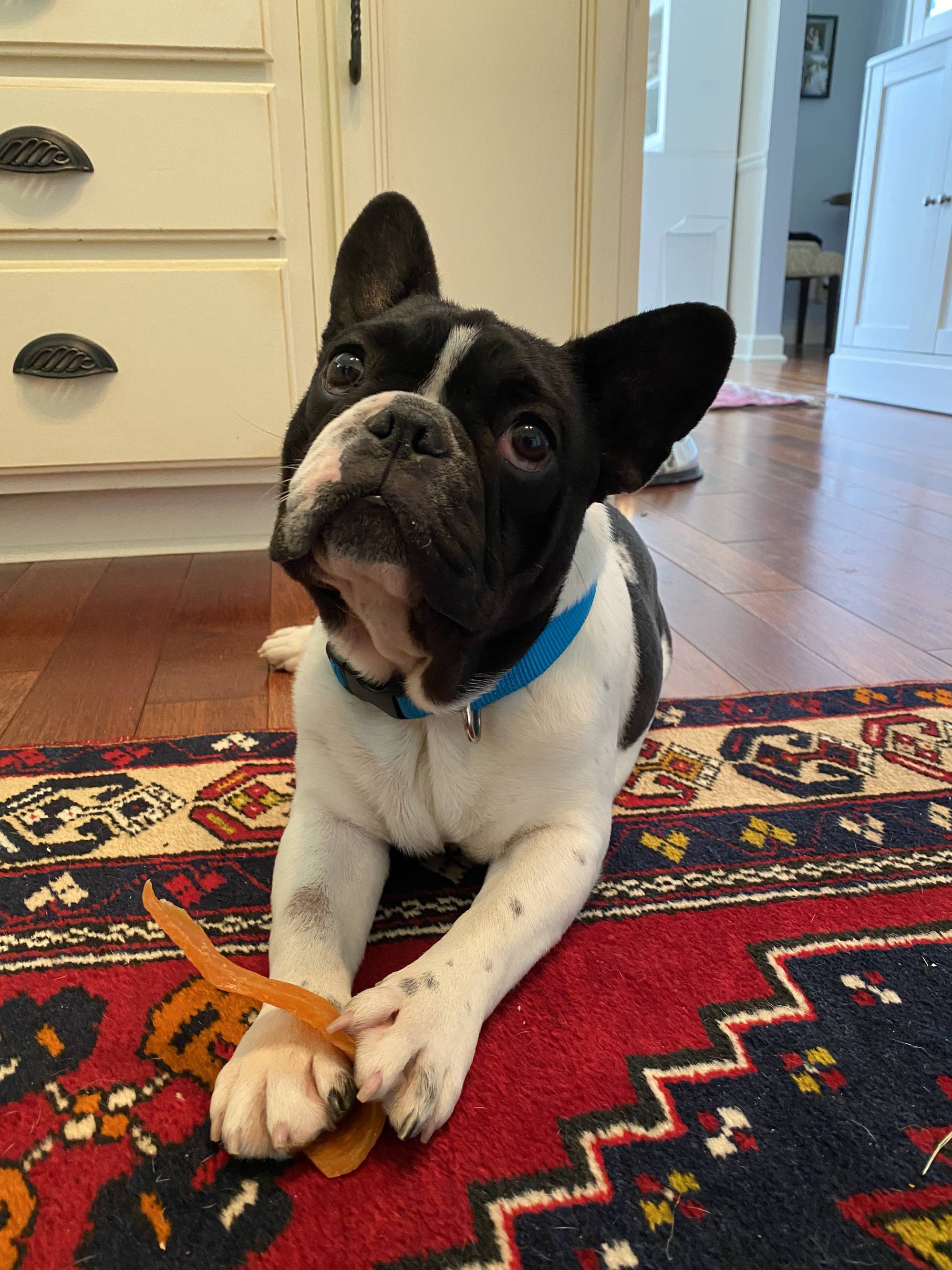 Meet Moose. He’s seven months old and new to us two weeks ago. Settling in fine and has gotten ...