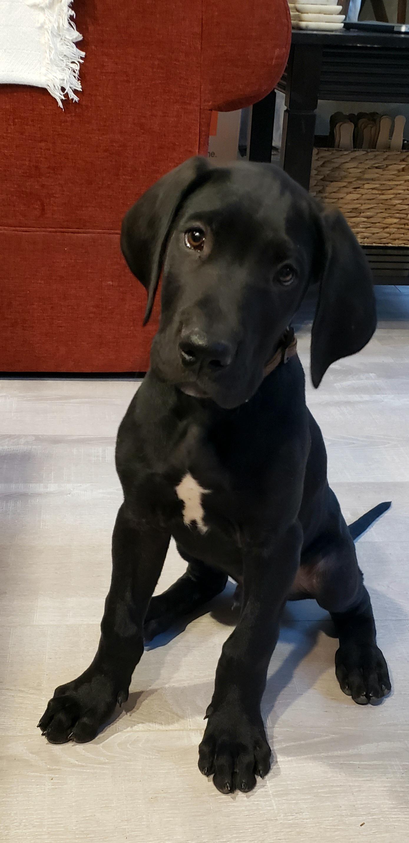 Meet Mose, our newest family member! | Scrolller