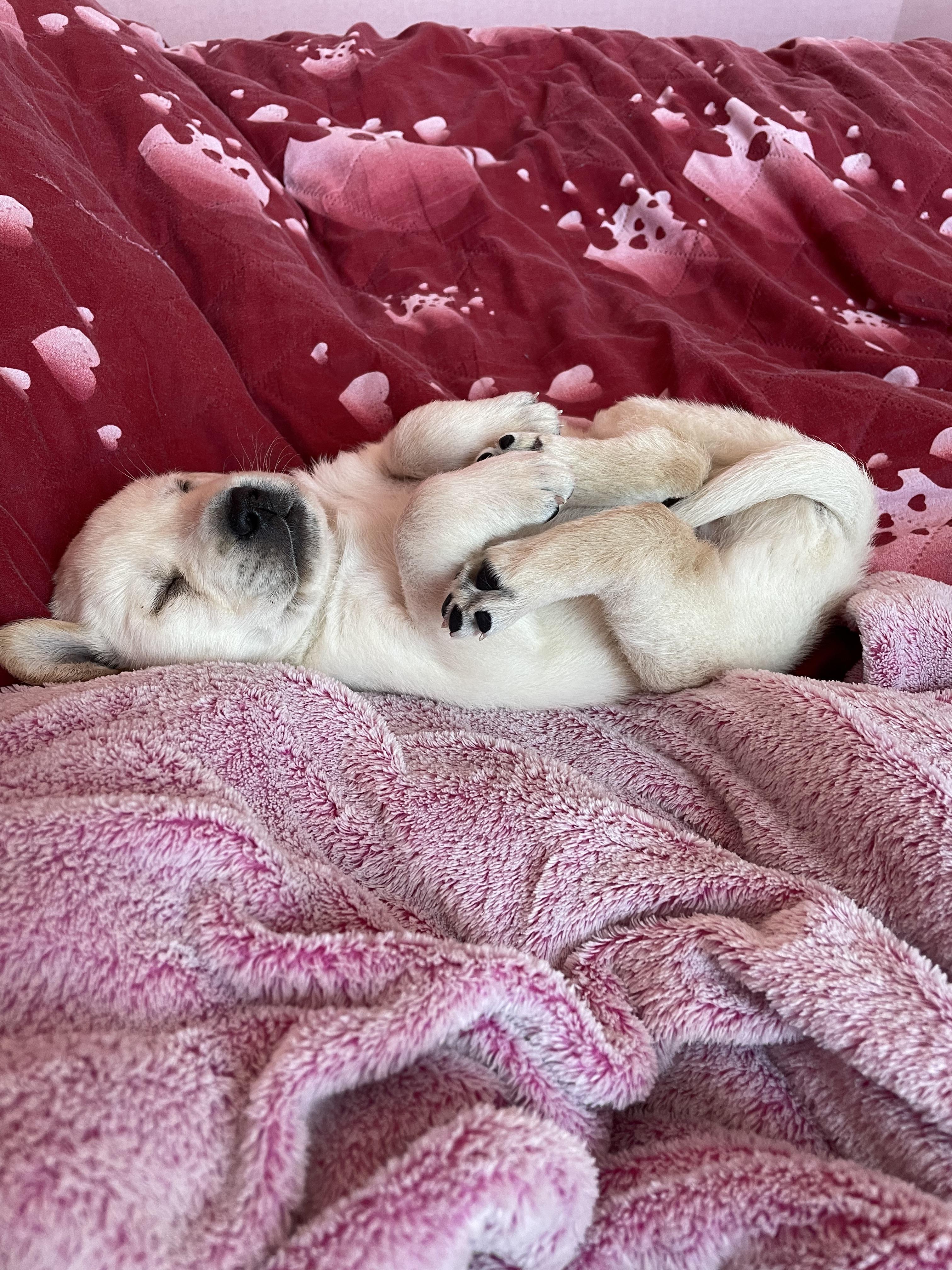 Meet Mr. Bilbo Baggins | Scrolller