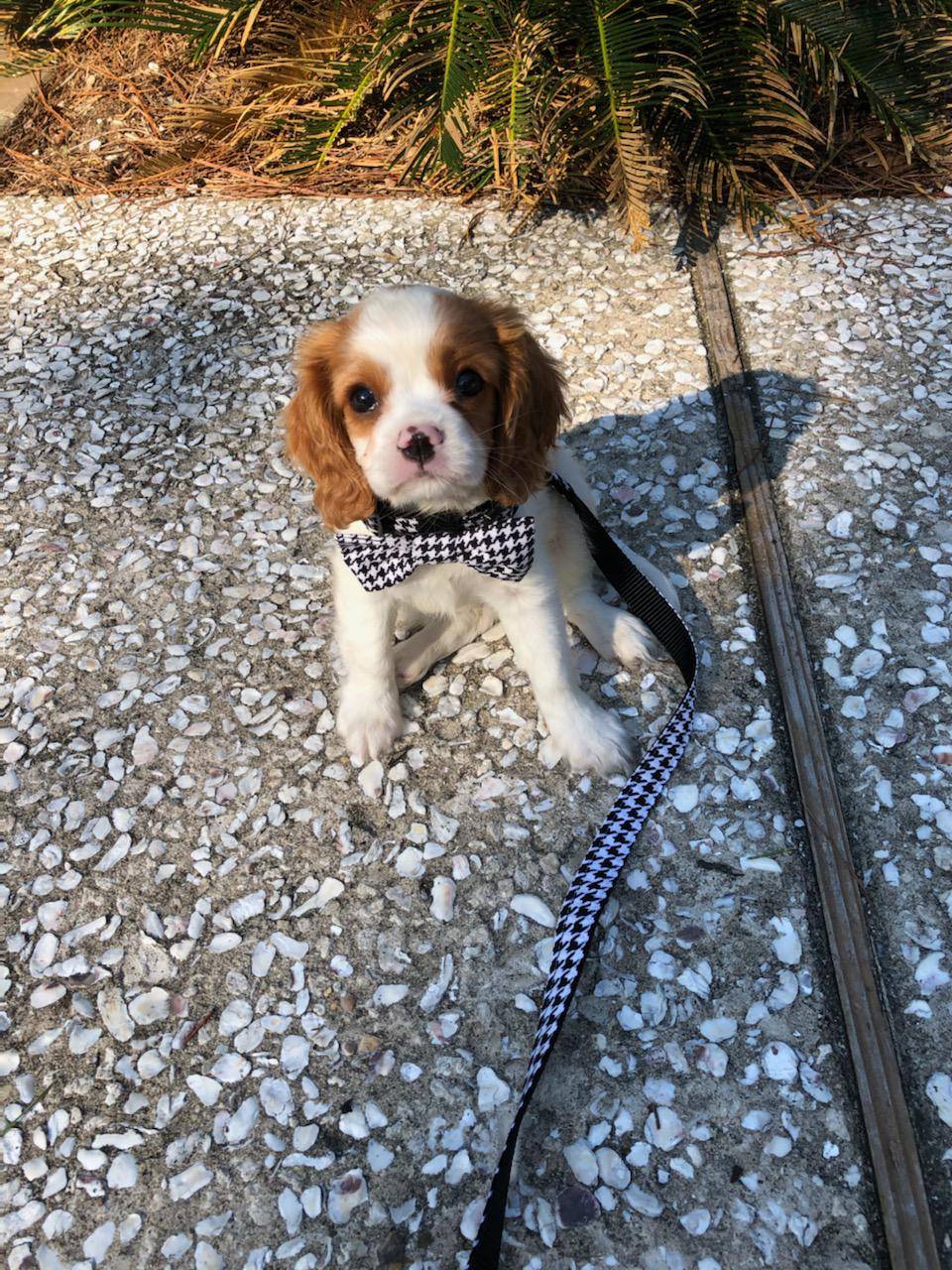 Meet Mr. Pepper! | Scrolller