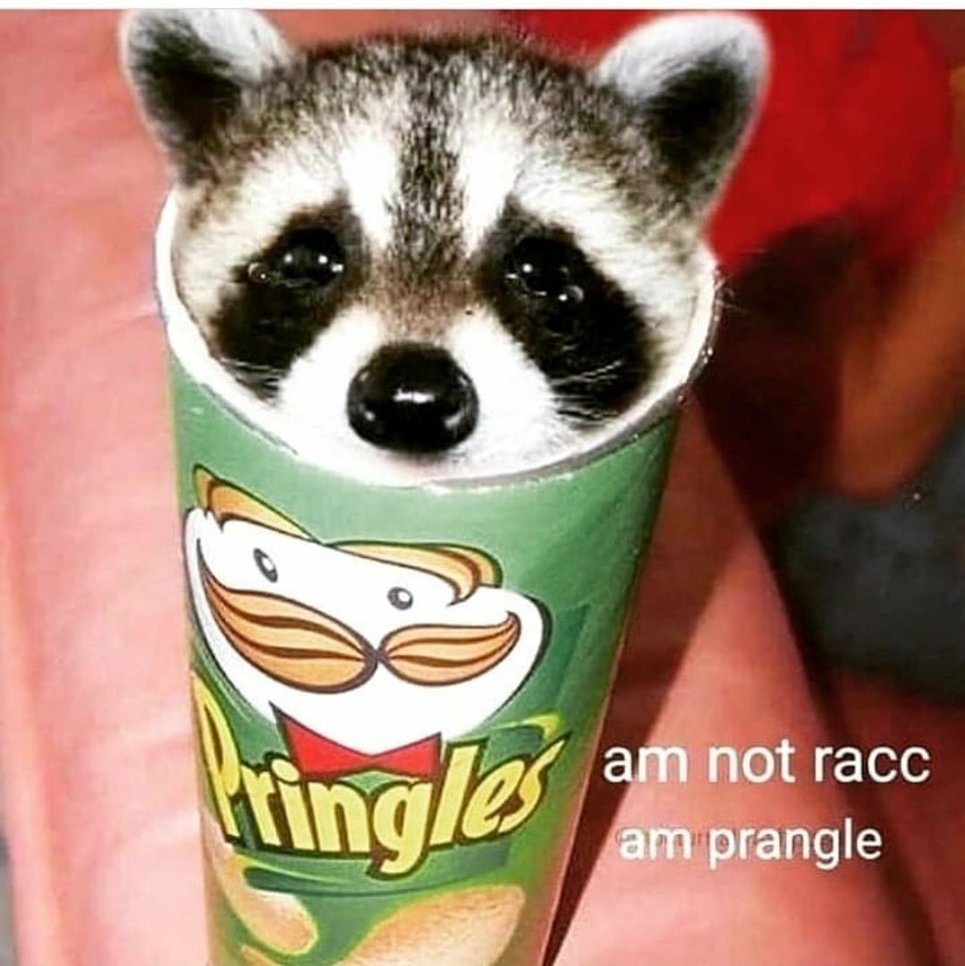 Meet Mr Prangle | Scrolller