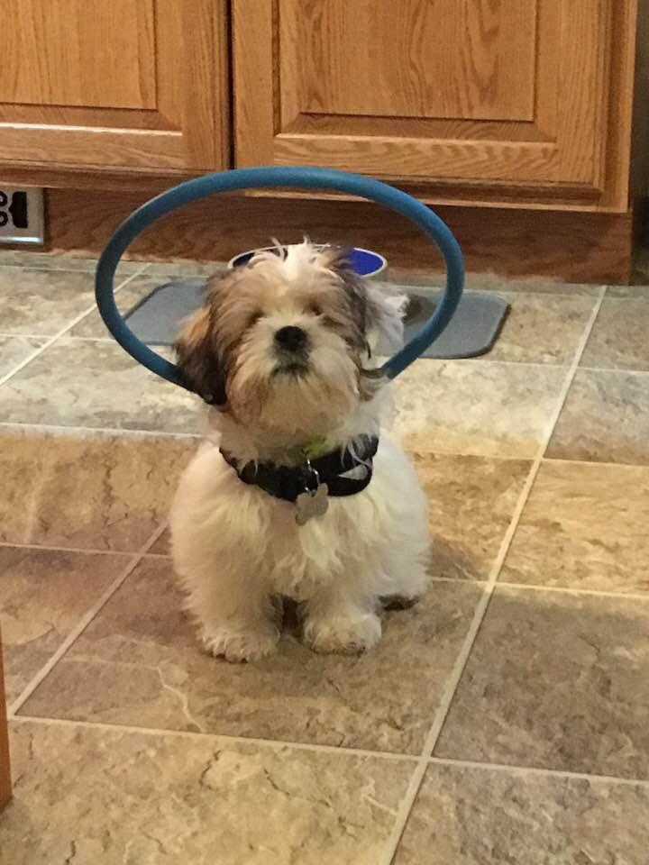 Meet Murphy, the Newest Member of our Family! He’s Blind, Hence the ...