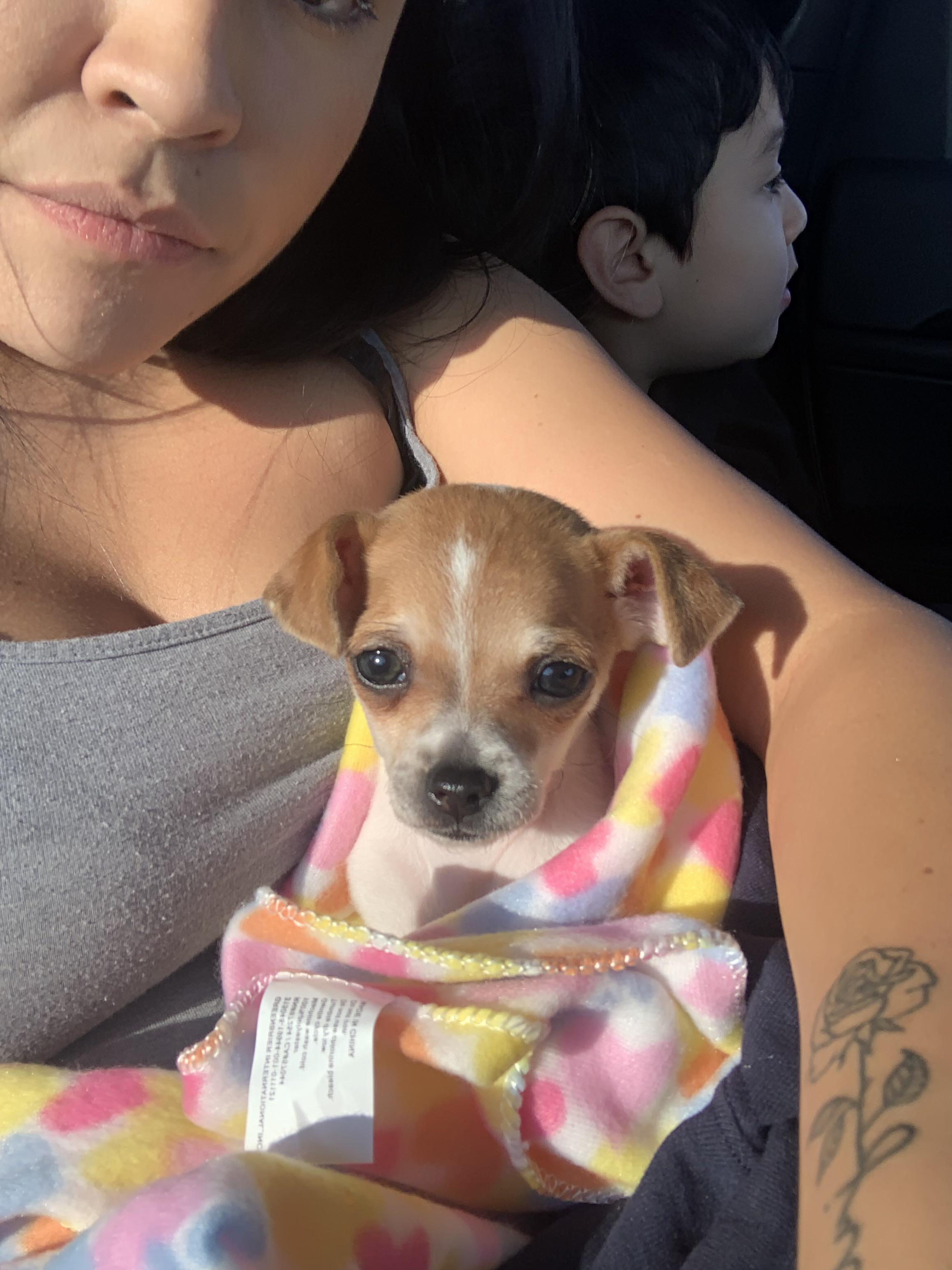 Meet my 9 week old Luna! Question, do their ears always perk up around ...