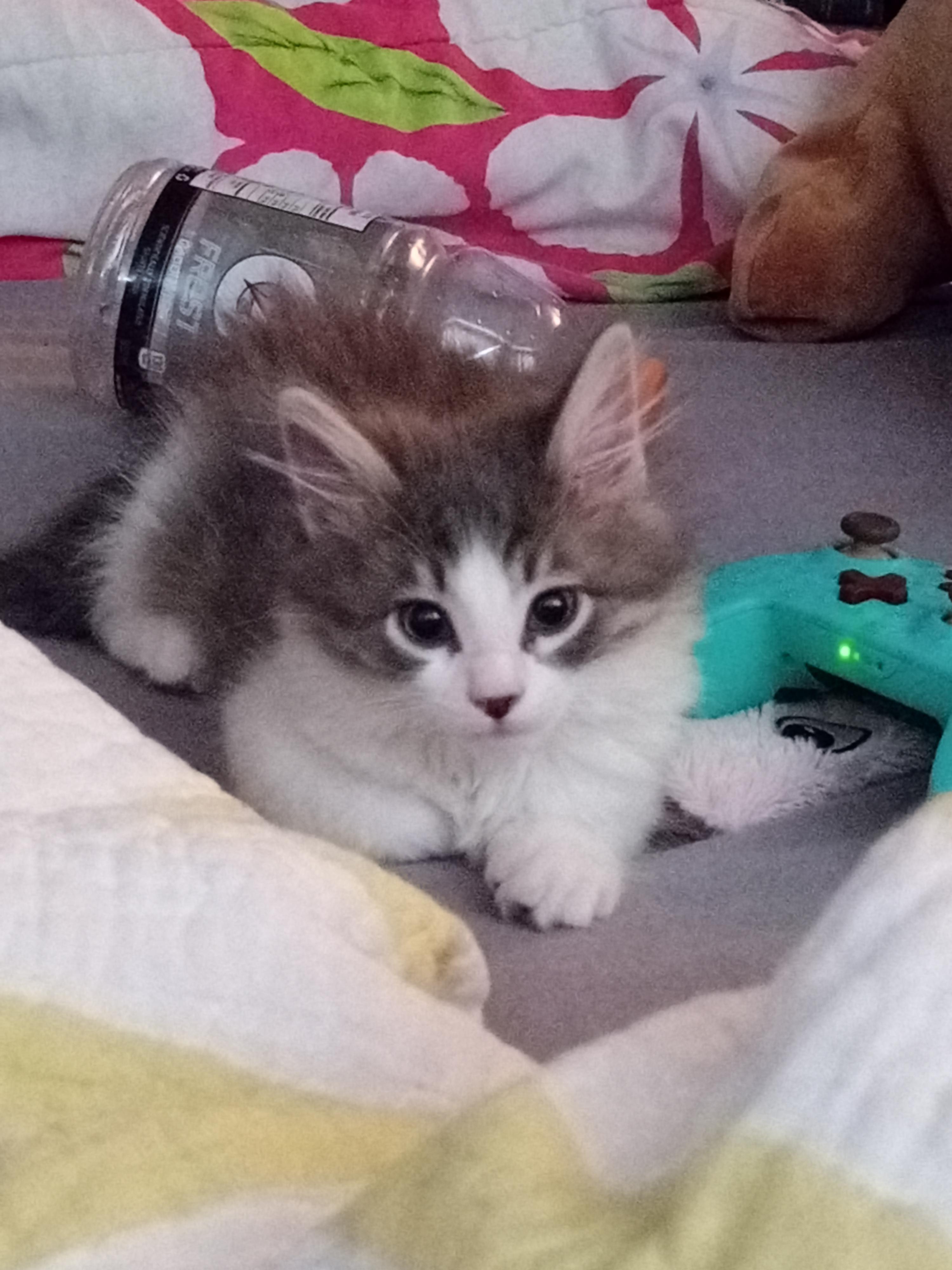 Meet my brand new kitty Nugget! | Scrolller