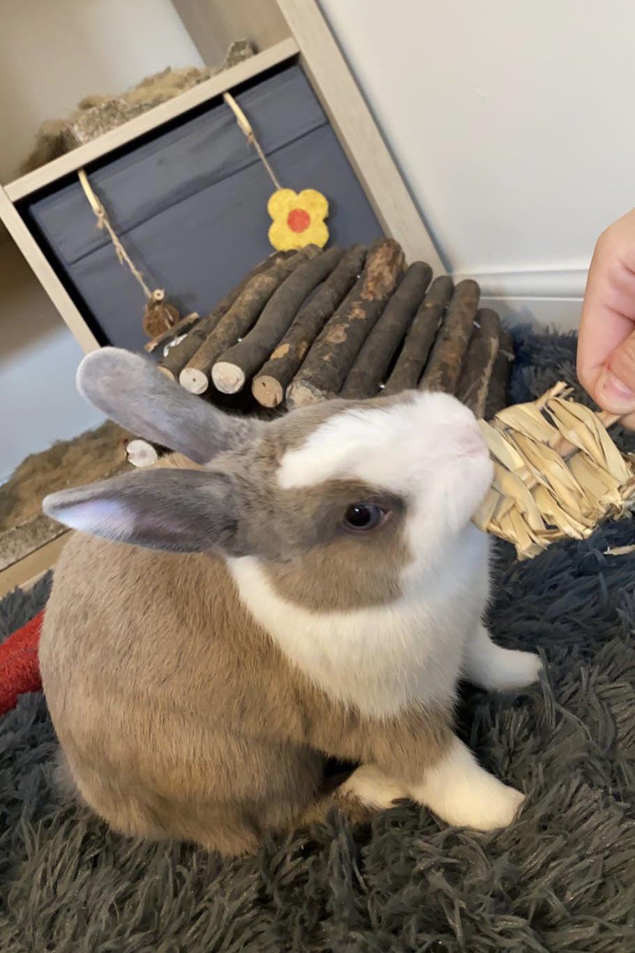 Meet my bunny, Max! | Scrolller