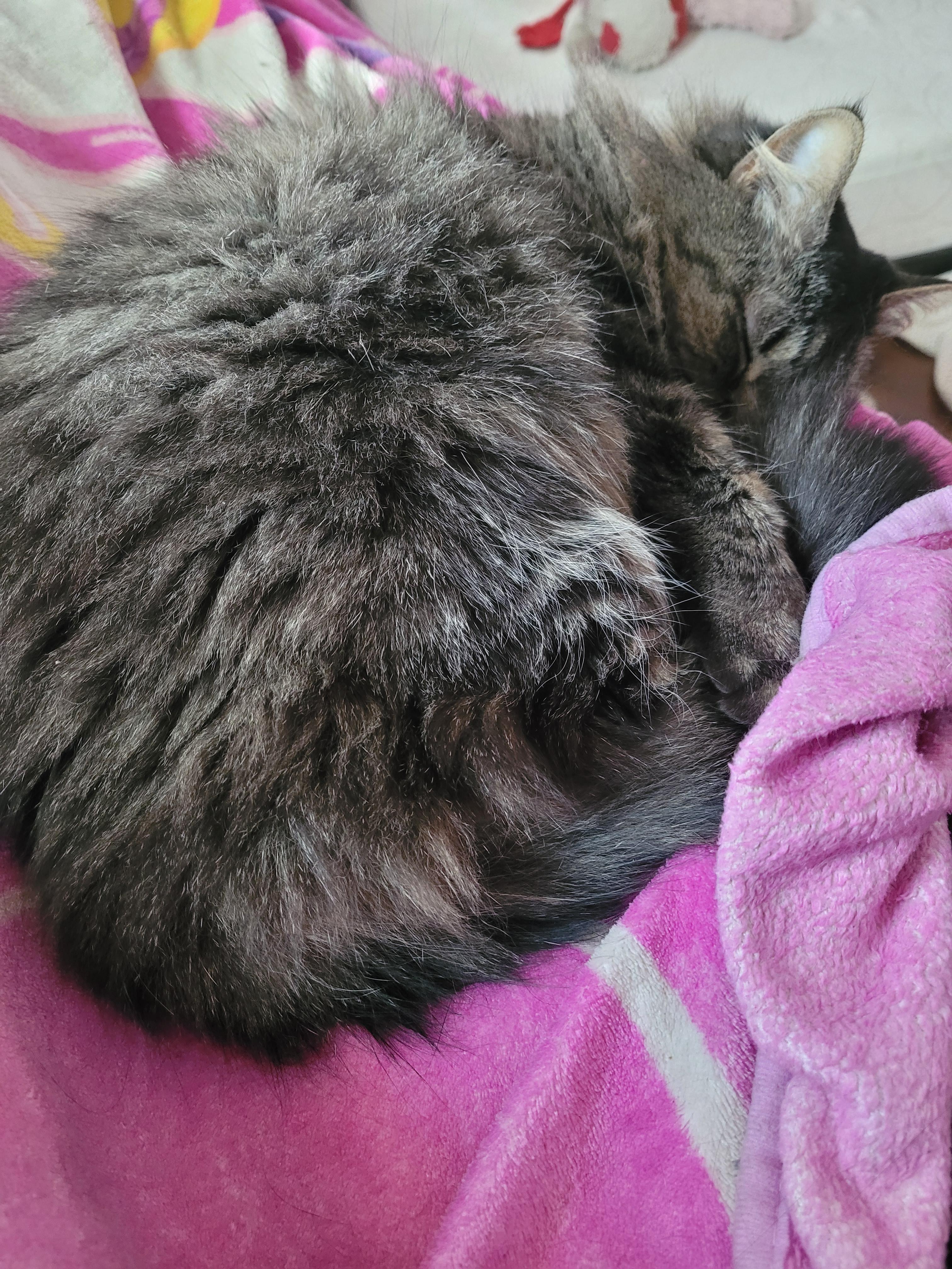 Meet my cat named Lucy! | Scrolller