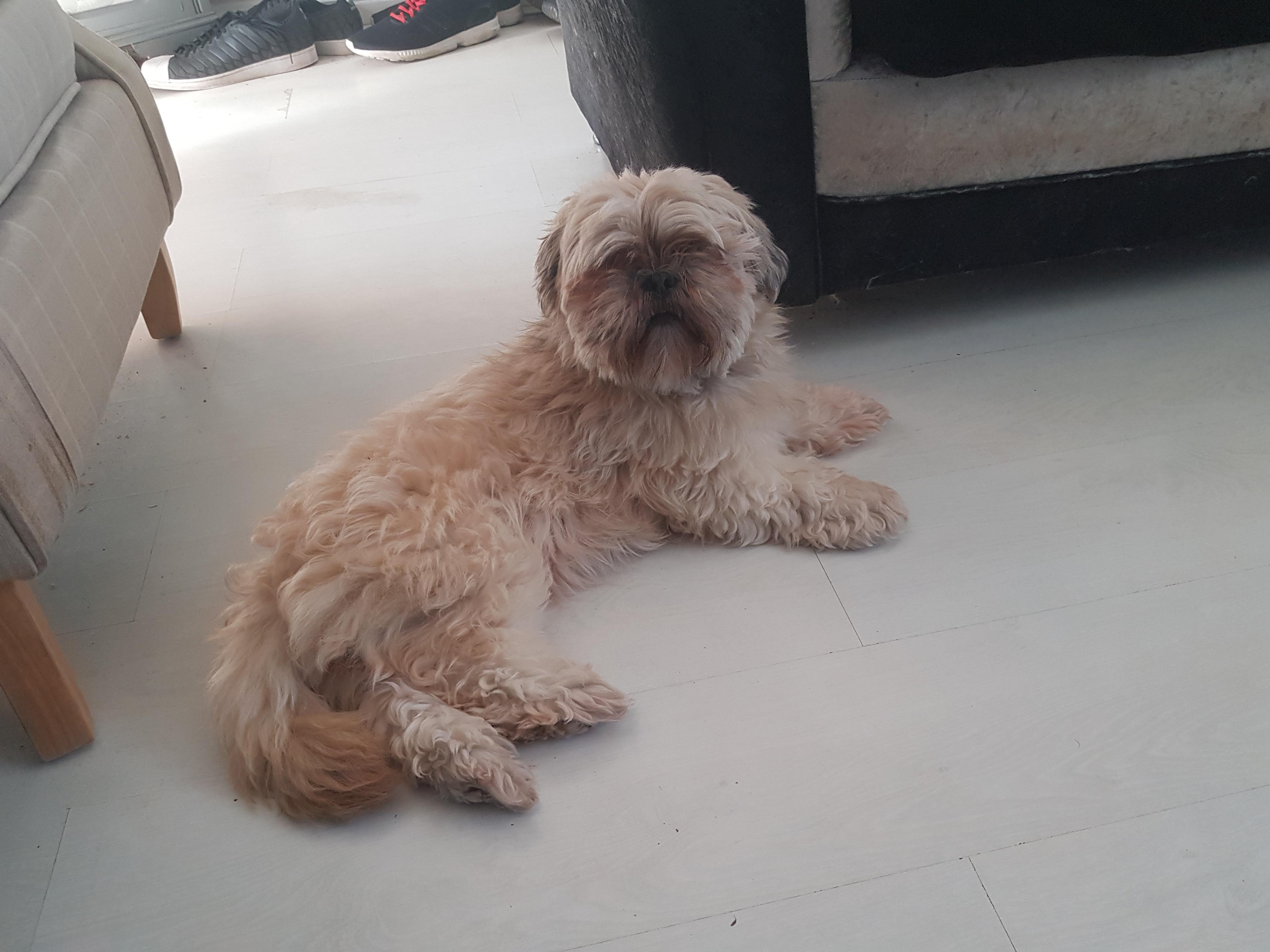 Meet my fluffy barking machine | Scrolller