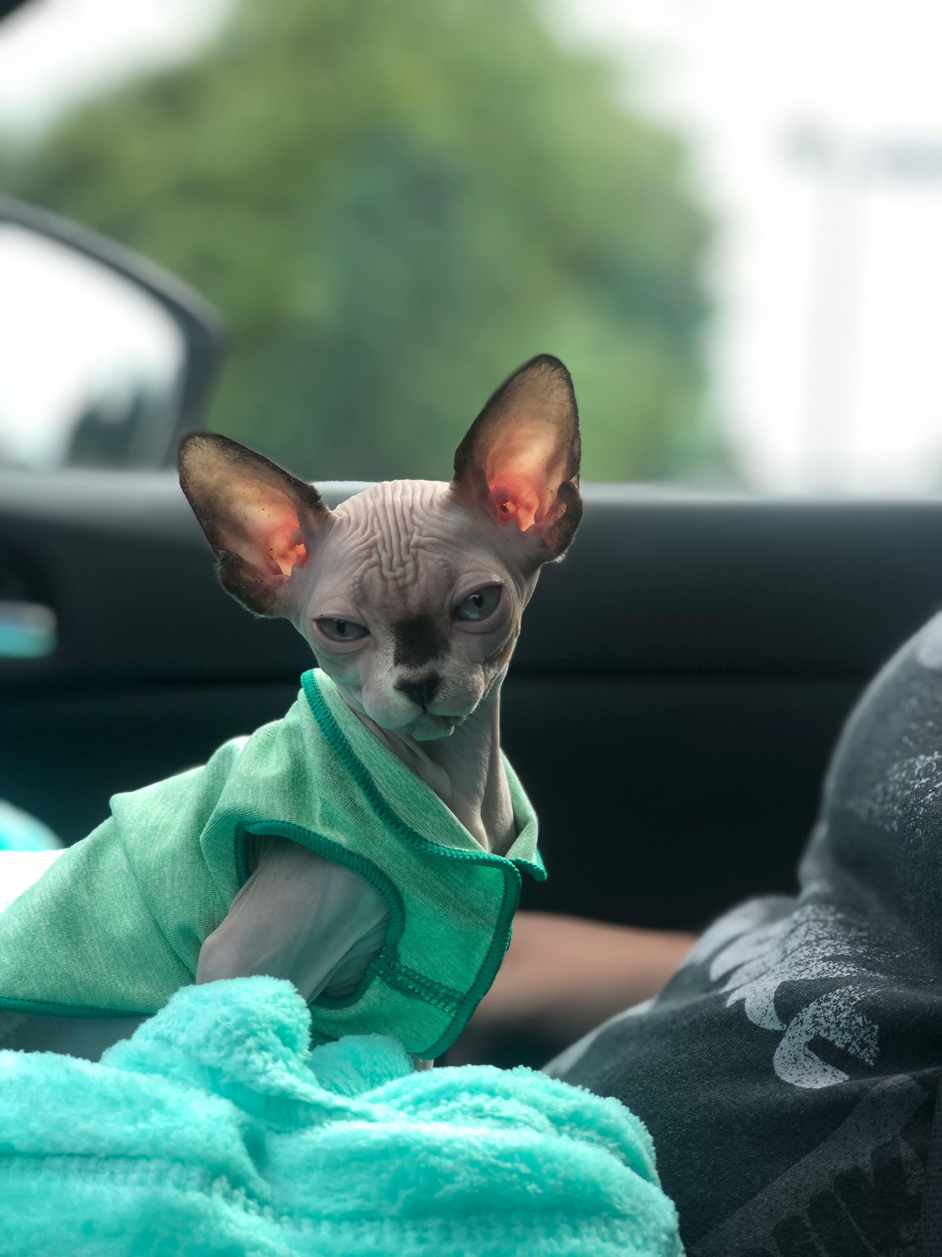 Meet my Nebula! | Scrolller