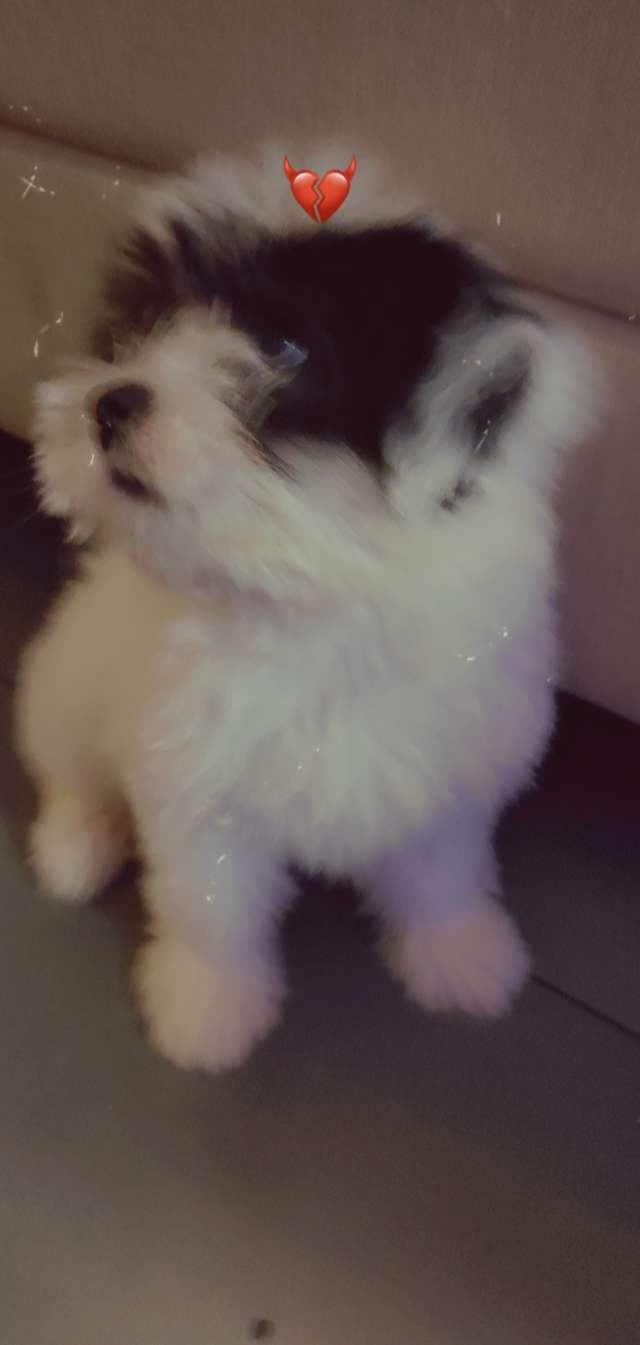 Meet my new dog oreo | Scrolller