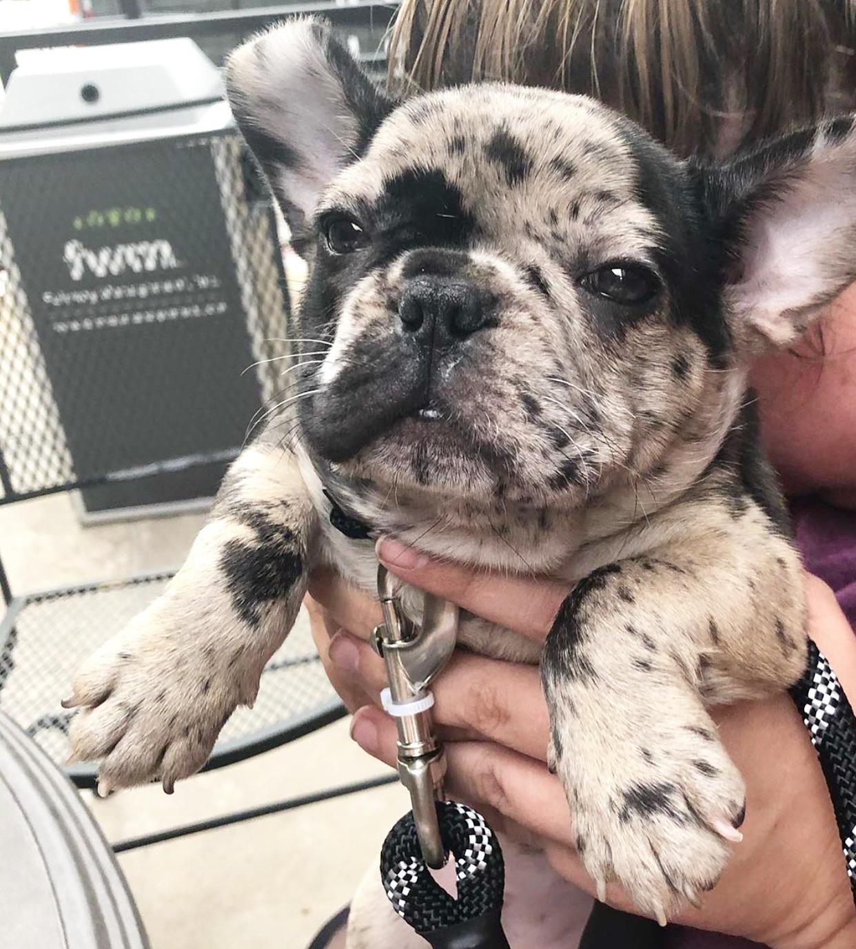 Meet my new frenchie, Carl! | Scrolller