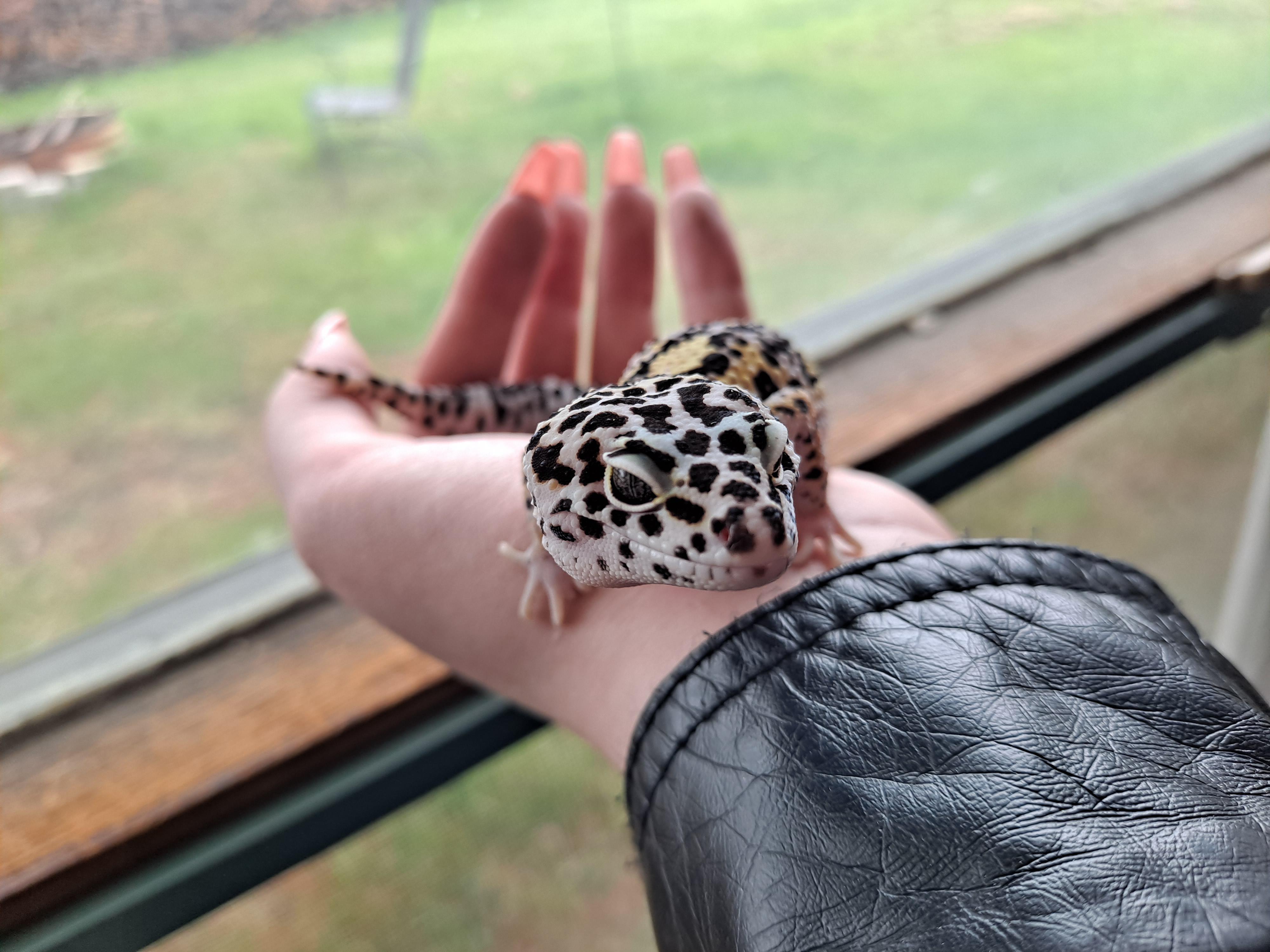 Meet my new Mack Snow, Mack! | Scrolller