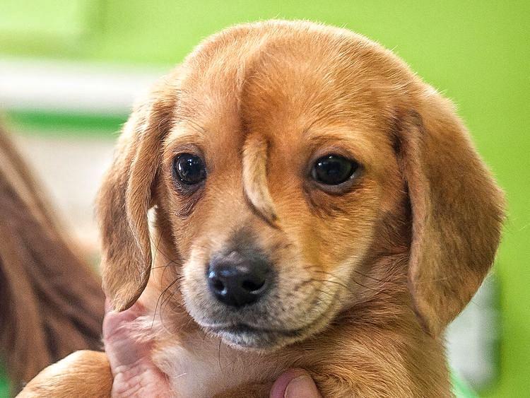 Meet Narwhal, the rescue puppy with a tail growing out of his forehead ...