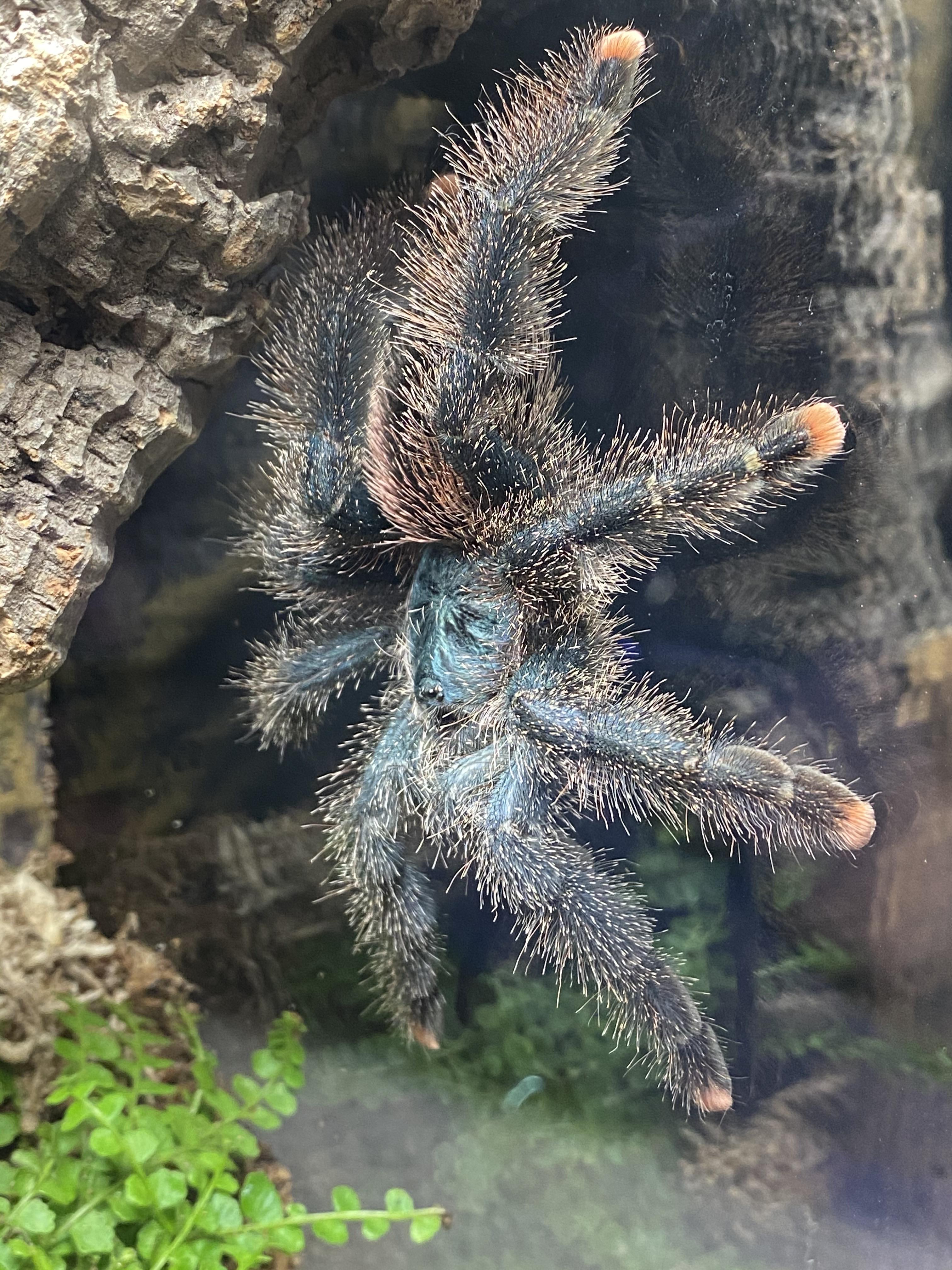 Meet nebula, my avic Metallica. Isn’t she pretty? 🥰🥰🥰 | Scrolller