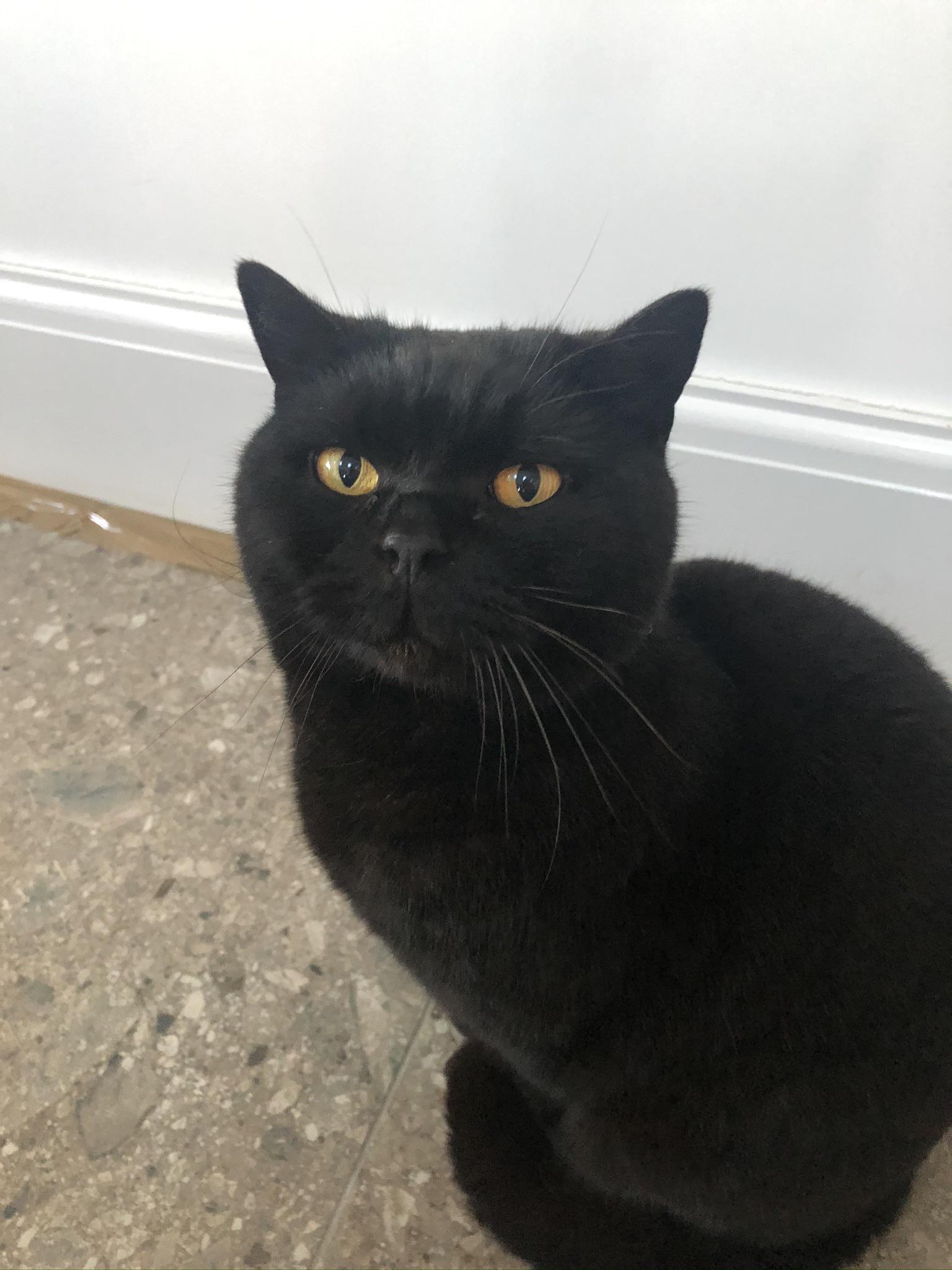 Meet Nero, Titus’s fellow feline Emperor and bodyguard | Scrolller