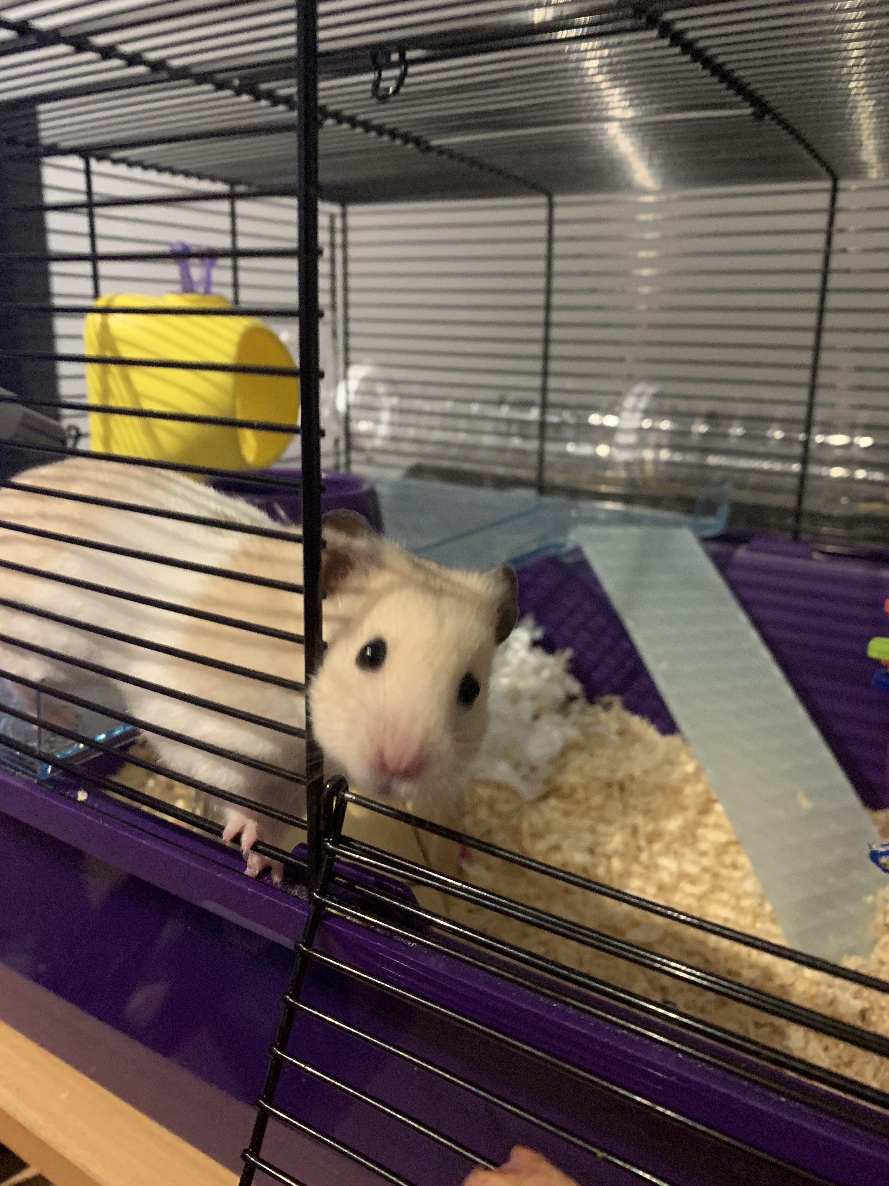 Meet nugget my cute little hammy | Scrolller