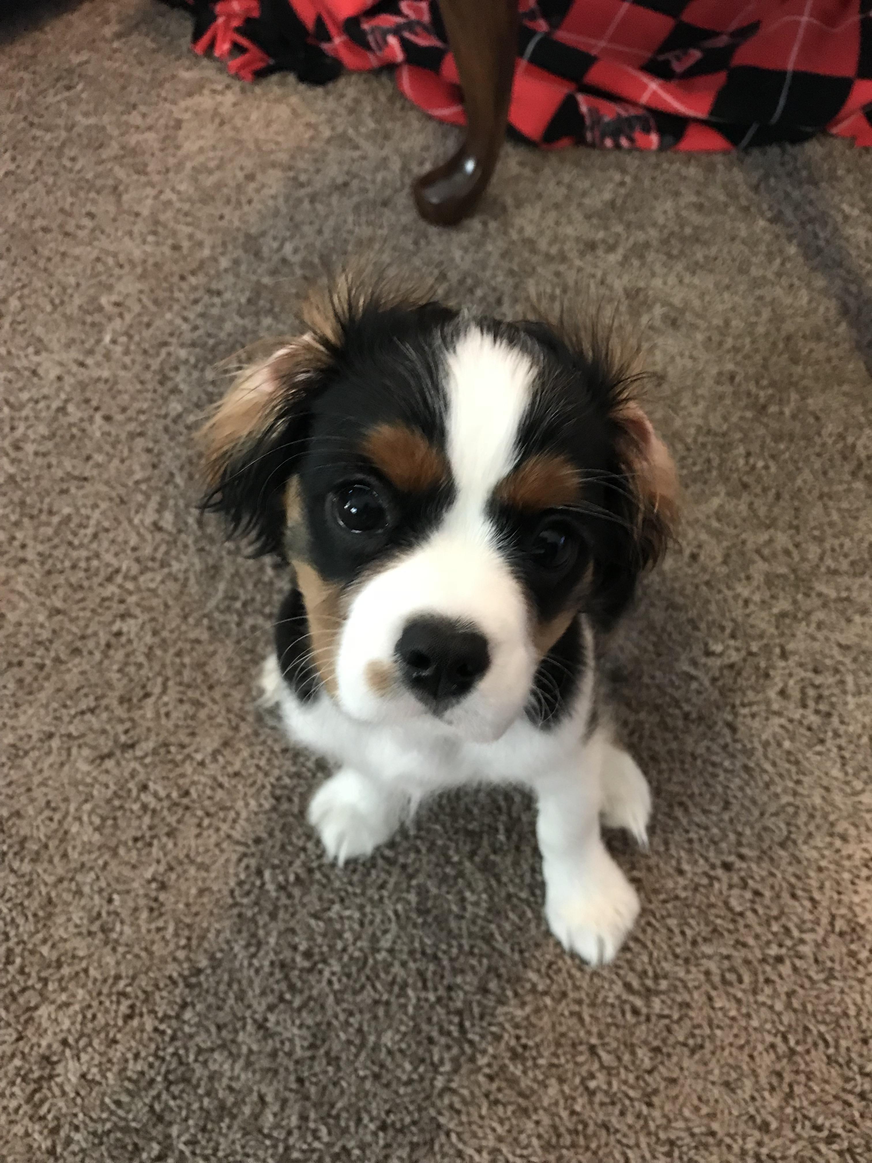 Meet Oliver! He still hasn’t quite figured out how ears work. | Scrolller