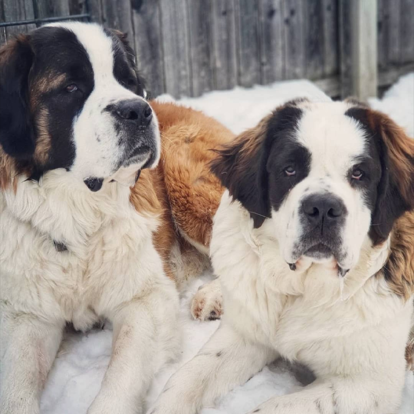 Meet Otis and Lola, they love the snow | Scrolller