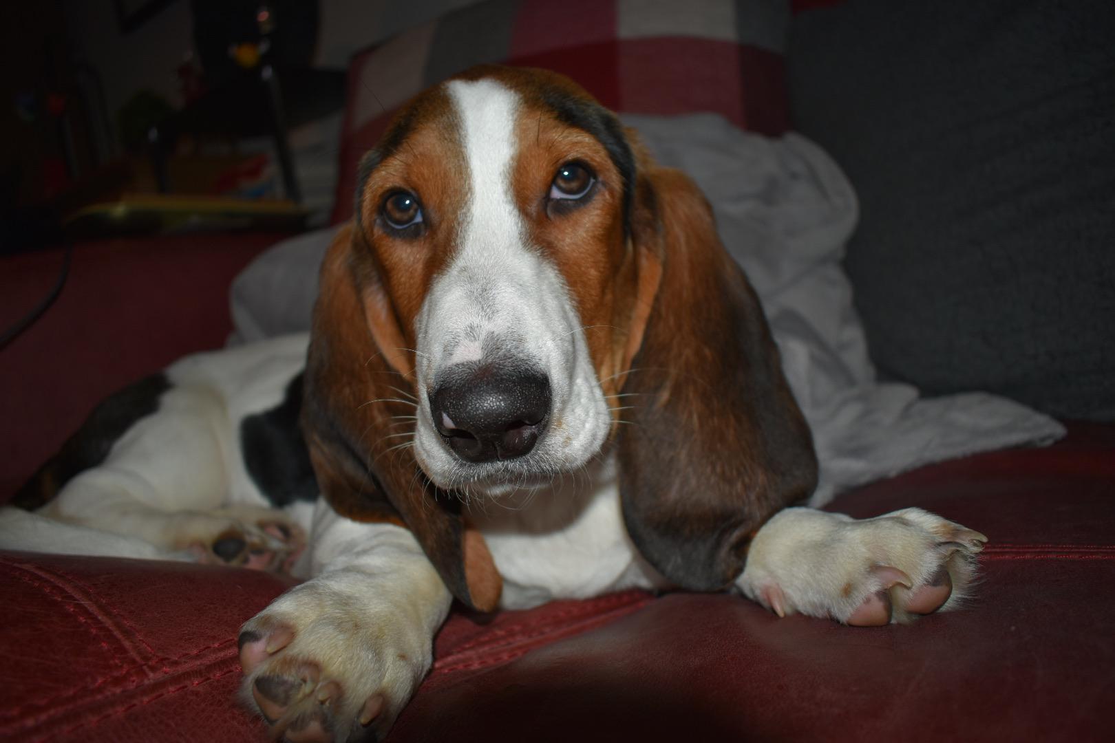 Meet our handsome boy Morty ️ | Scrolller