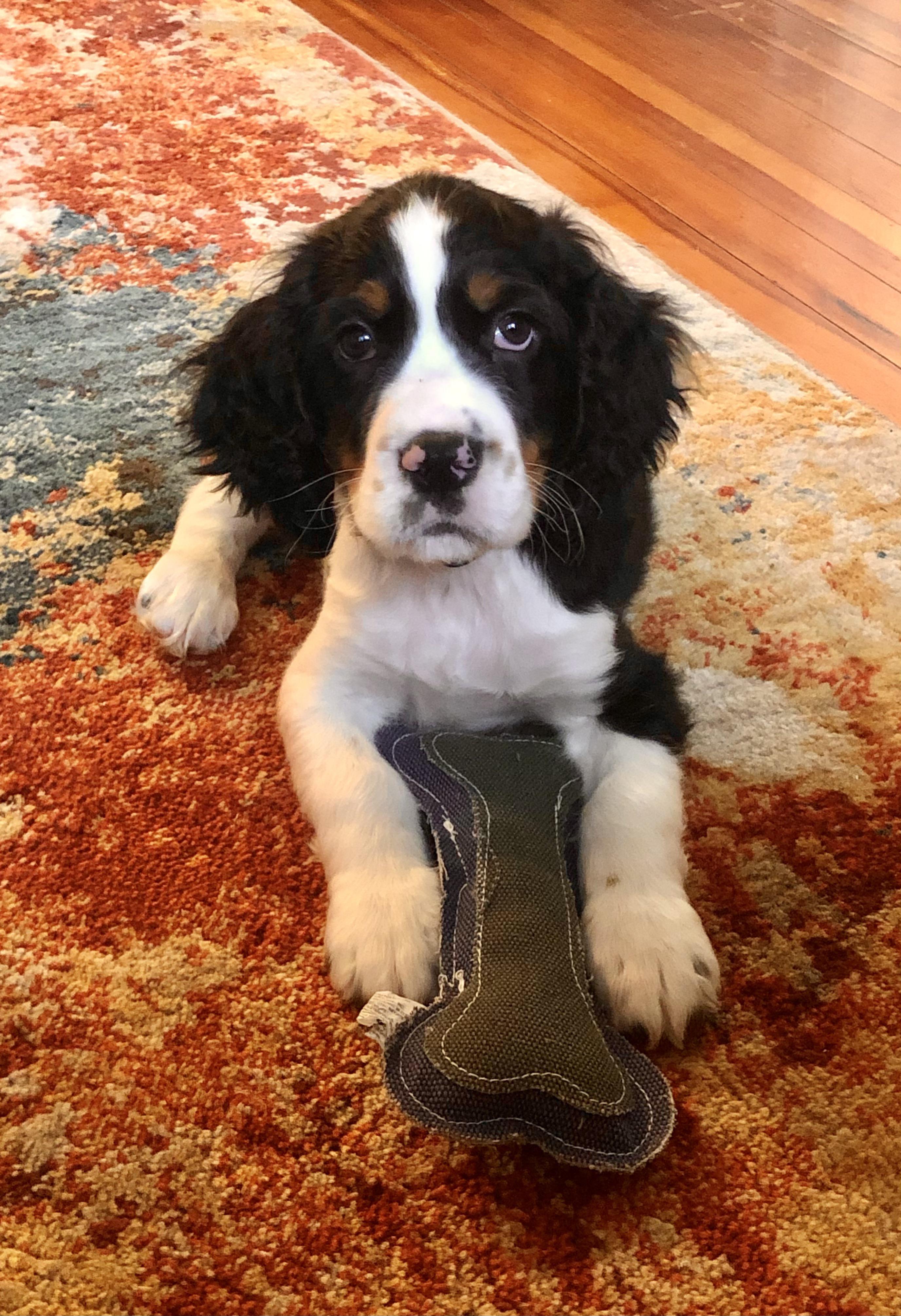 Meet our new boy Murphy! | Scrolller