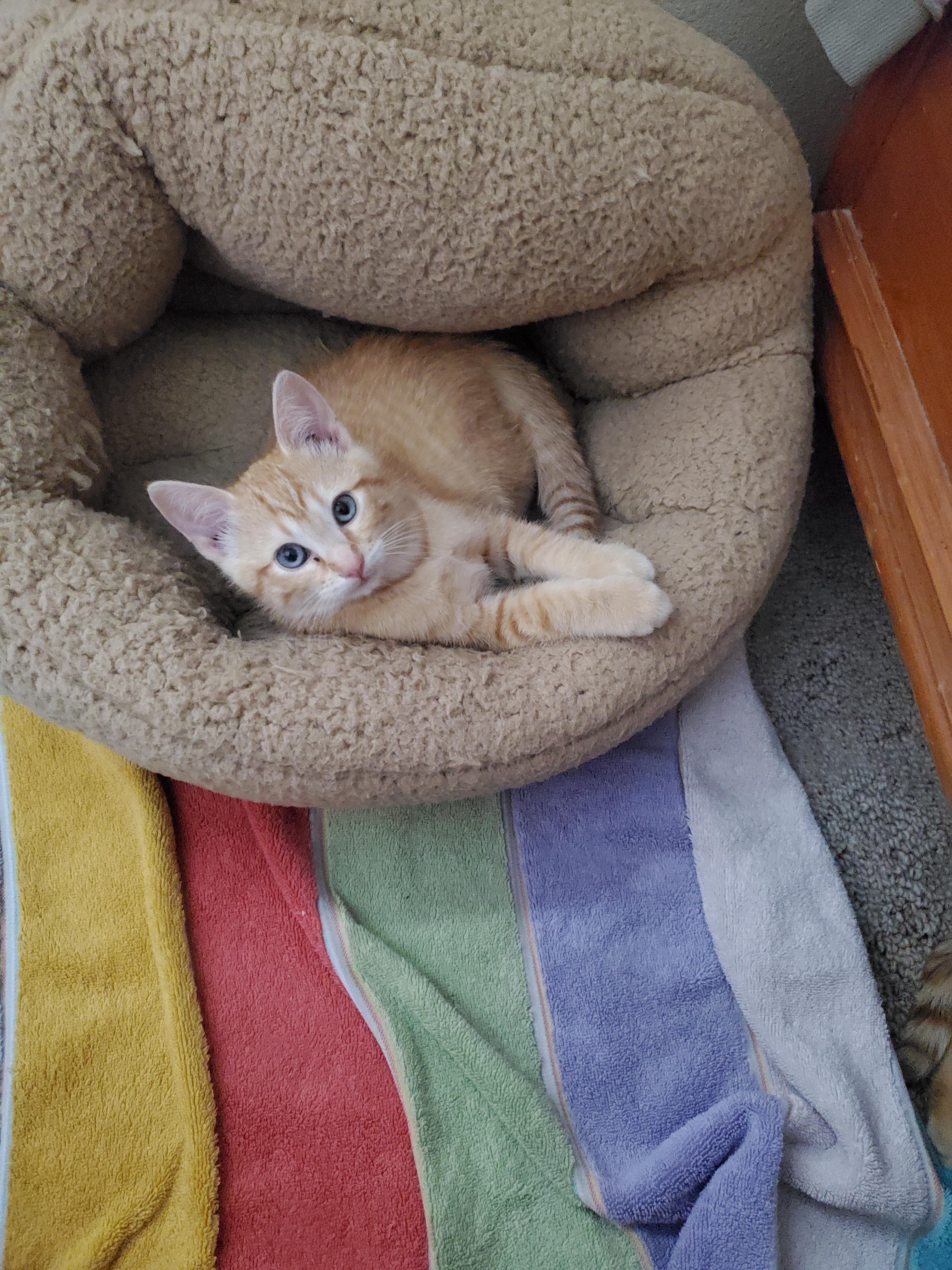 Meet our new kitten, Owen | Scrolller