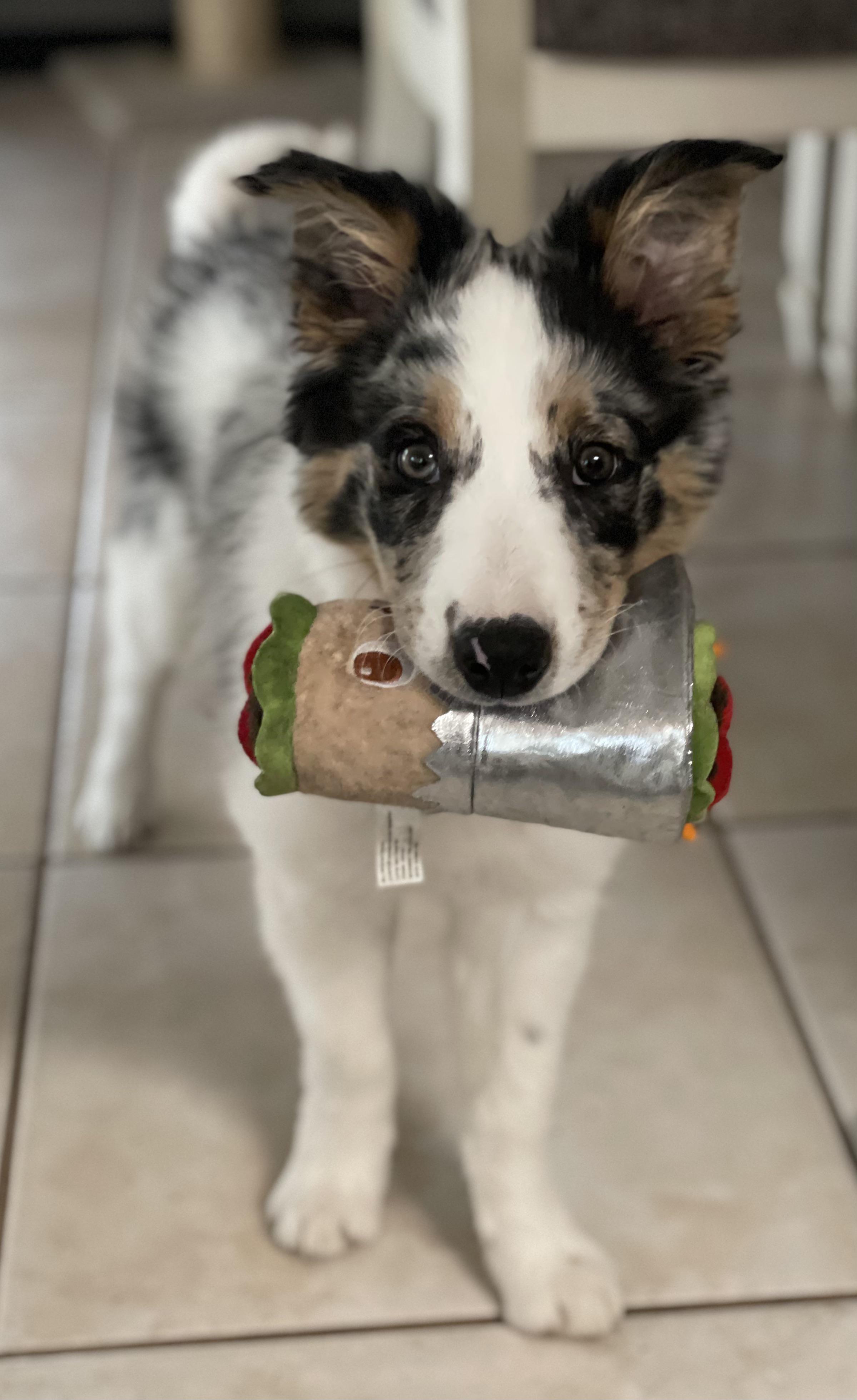 Meet Peggy Carter! Our 14 week old Border Collie. | Scrolller