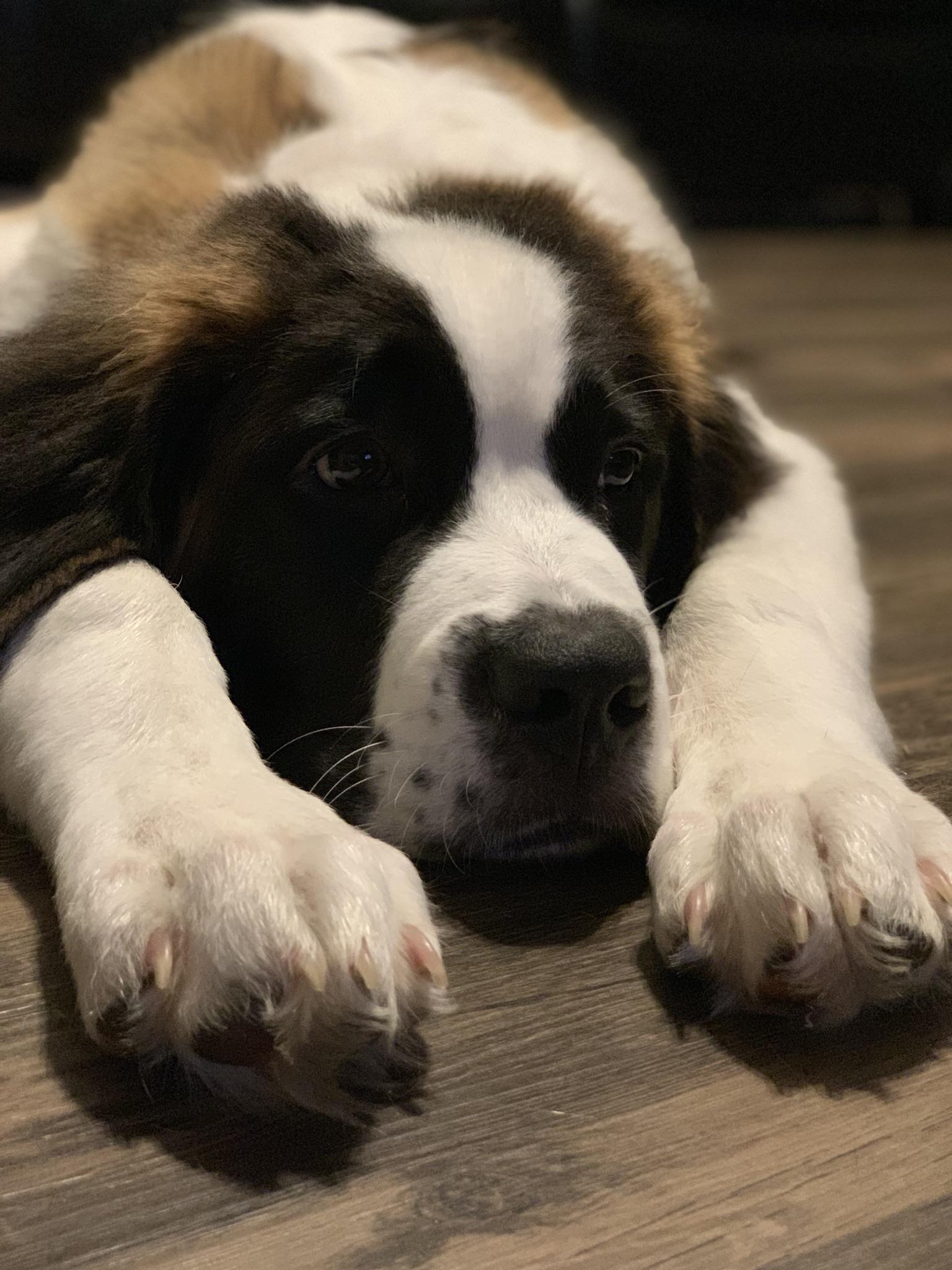 Meet Penny Scrolller