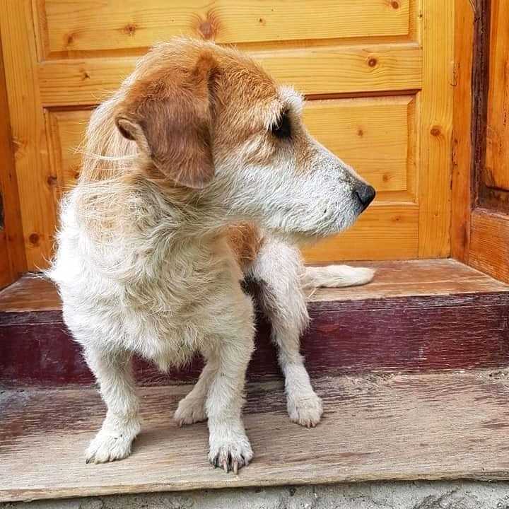 Meet Pitica her name means "the midget". | Scrolller