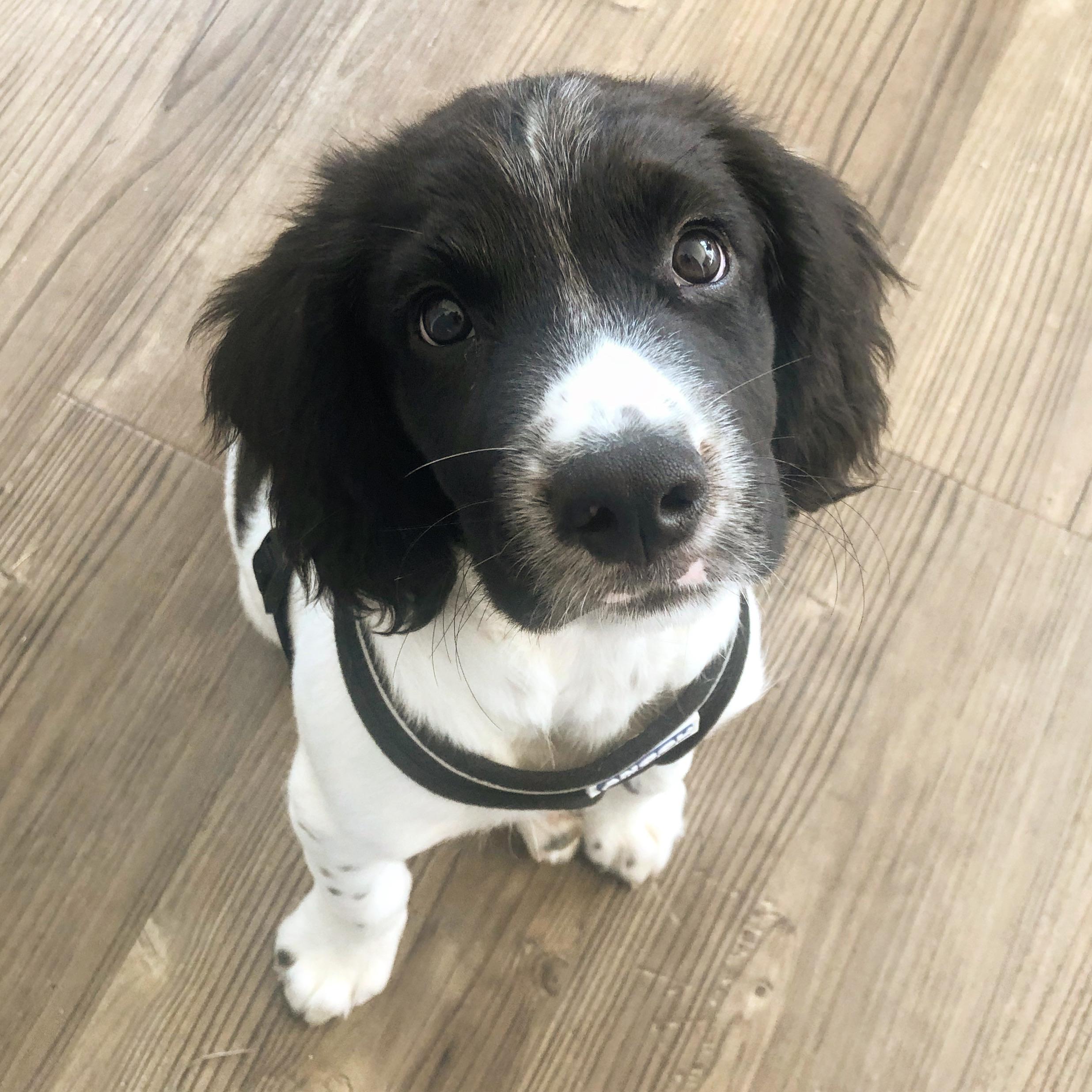 Meet Ralph, our 11 week old Springer. | Scrolller