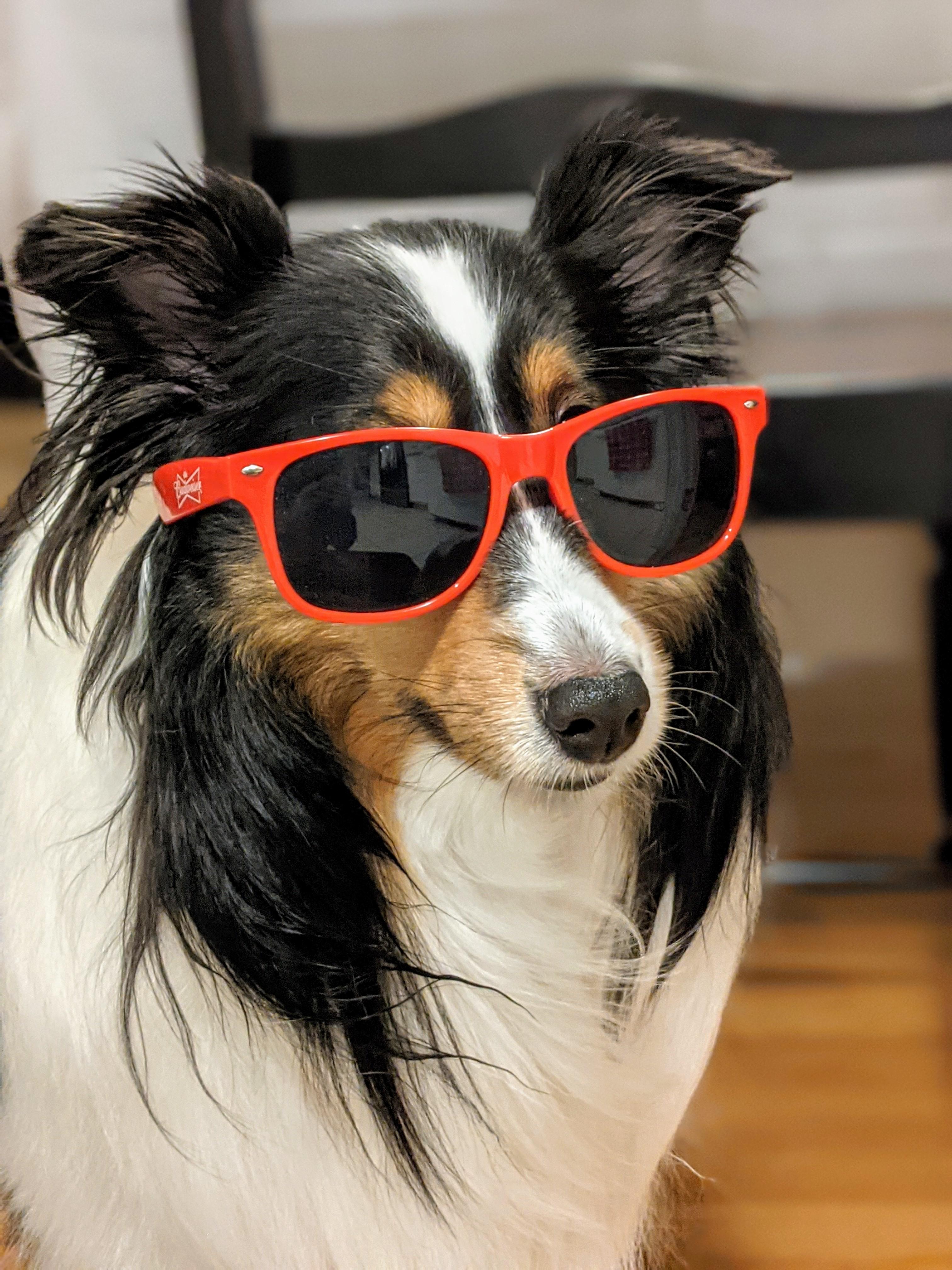 Meet Ripley. Lover of blueberries. Chaser of Squirrels. | Scrolller