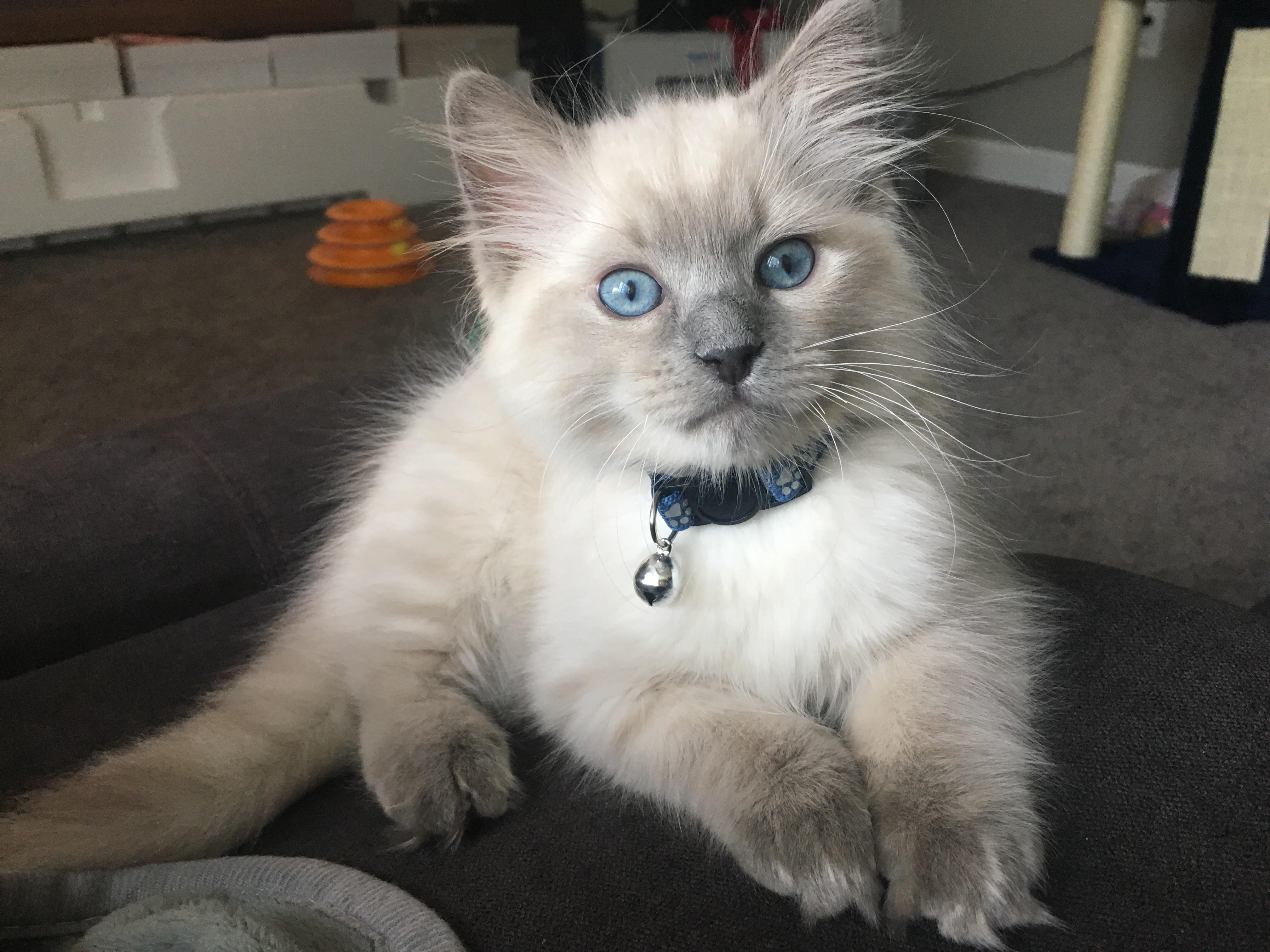 Meet Rocco the Ragdoll. | Scrolller