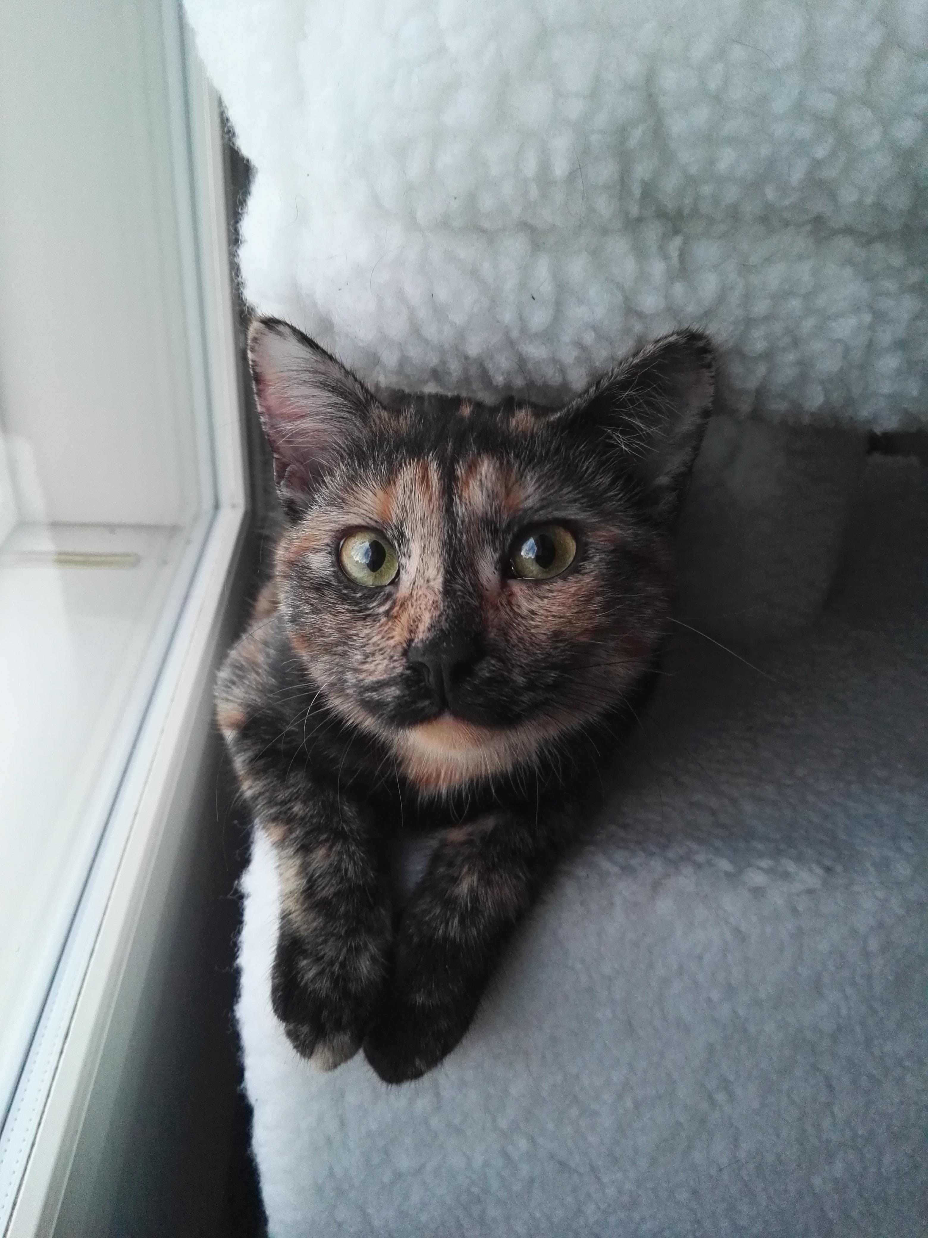 Meet Rocket, the mustachioed tortie | Scrolller