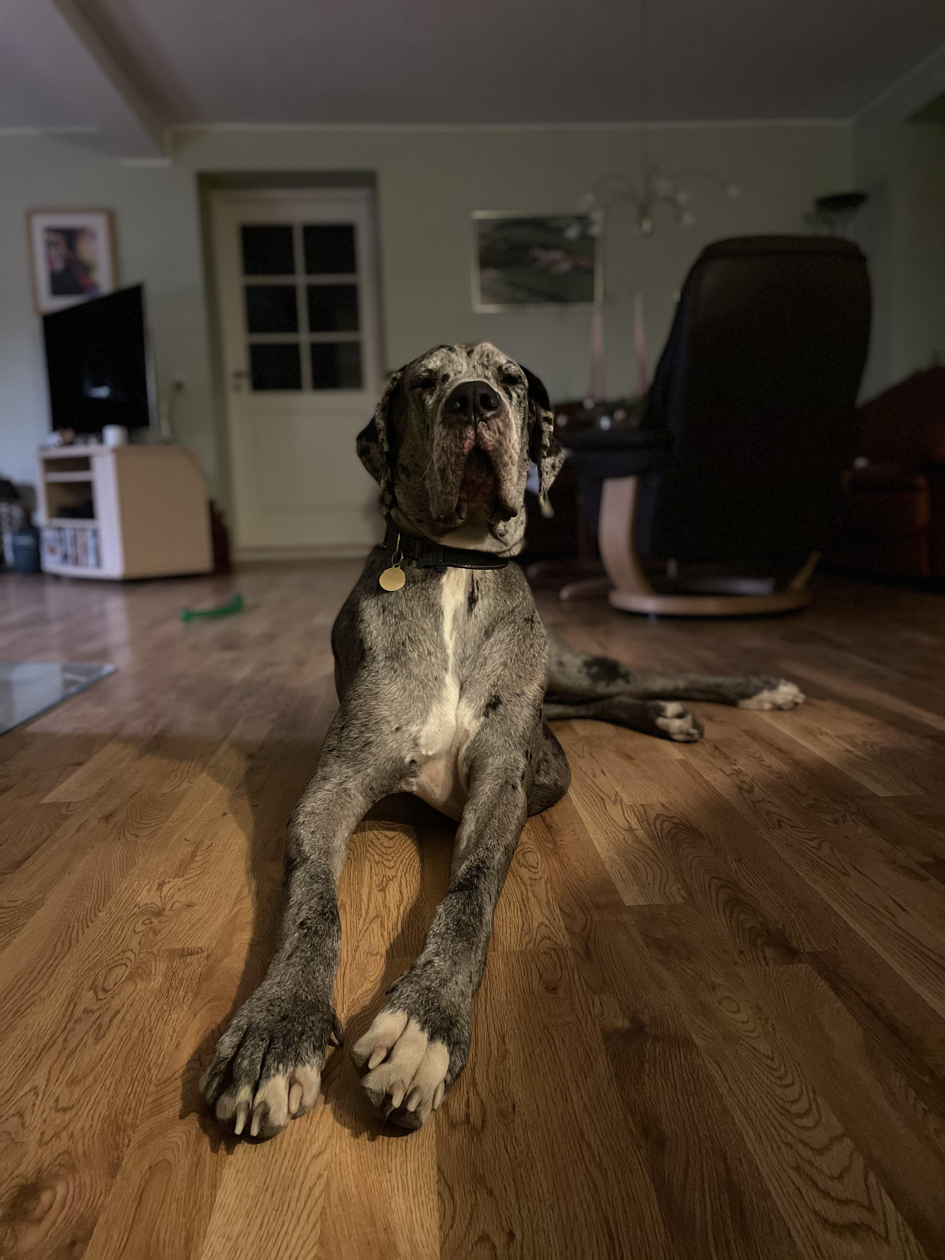 Meet Sally, the lady of the House | Scrolller