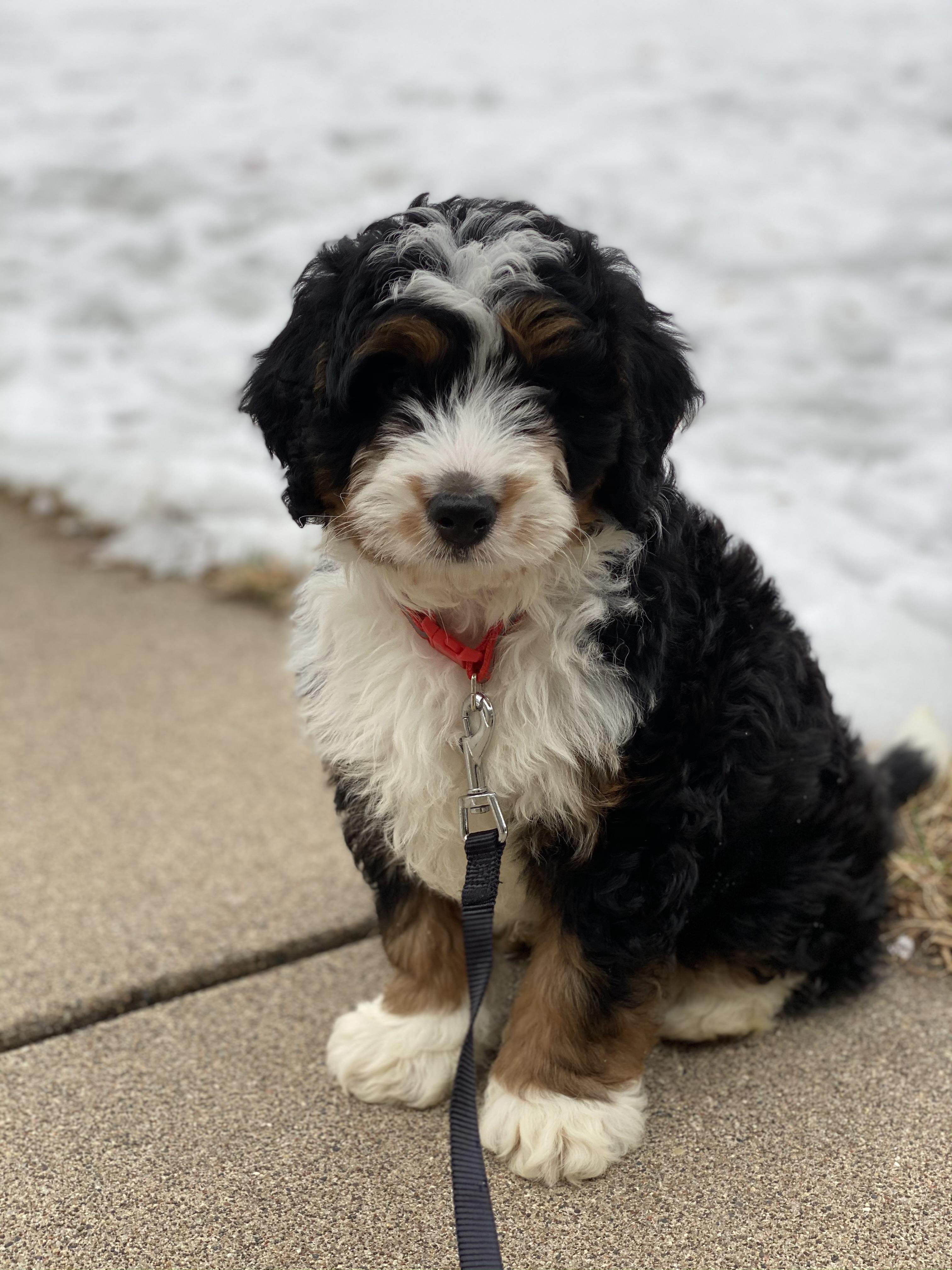 Meet Scout - our 8-week-old mini Bernedoodle! | Scrolller