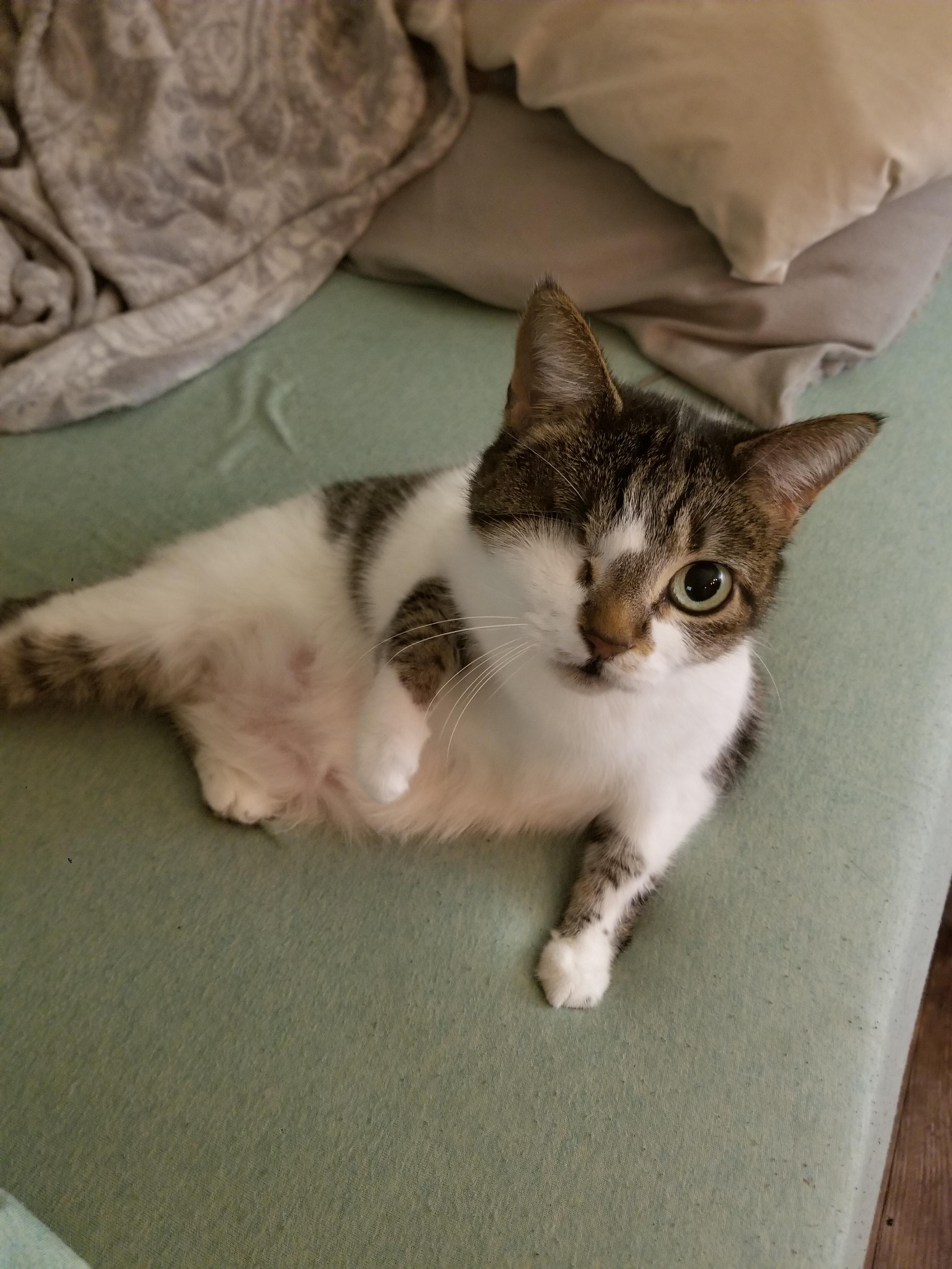 Meet Sheldon! She is a one eyed beauty. | Scrolller