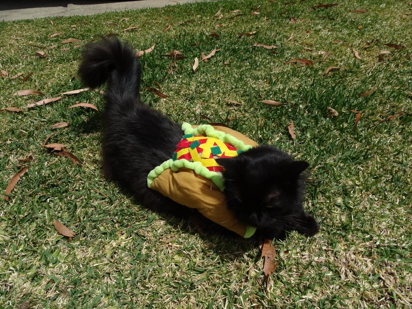 Meet Taco. Taco is a taco. Taco taco!! xD | Scrolller