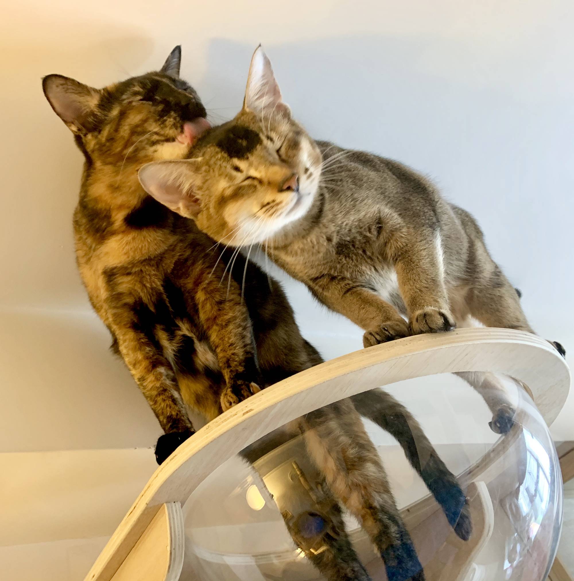 Meet the inseparable Smoki and Peaty